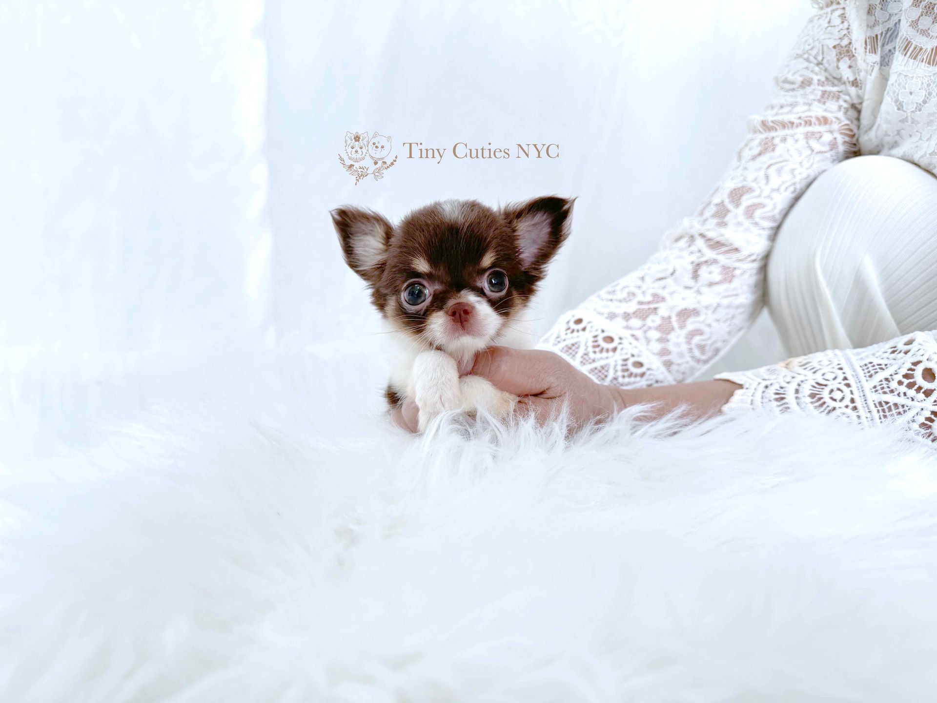 Teacup/Micro Teacup Chihuahua | Astoria, NY | Tiny Cuties NYC
