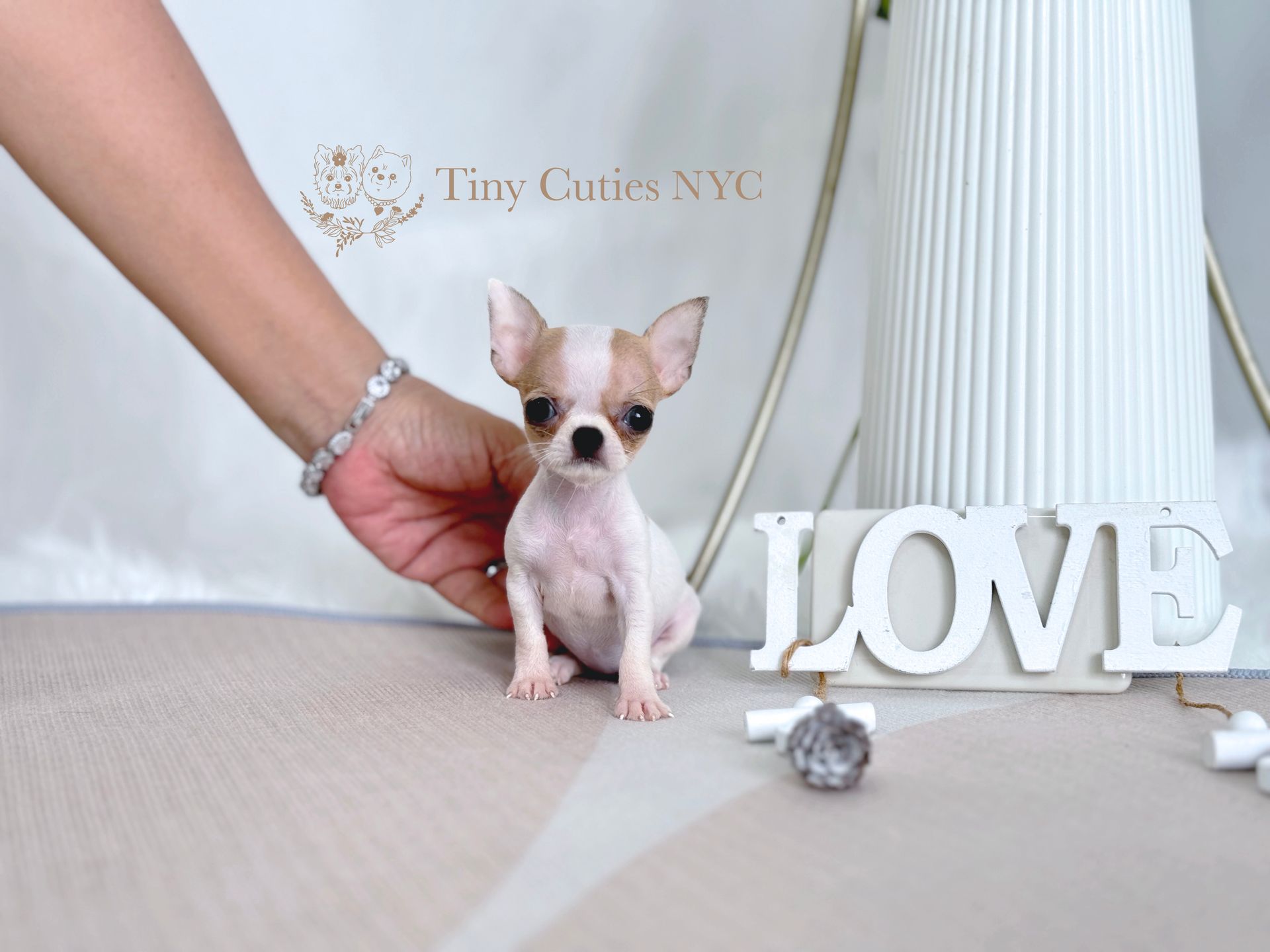 Teacup/Micro Teacup Chihuahua | Astoria, NY | Tiny Cuties NYC