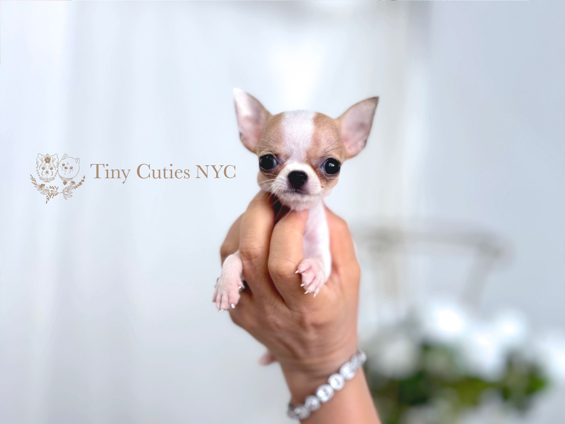 Teacup/Micro Teacup Chihuahua | Astoria, NY | Tiny Cuties NYC