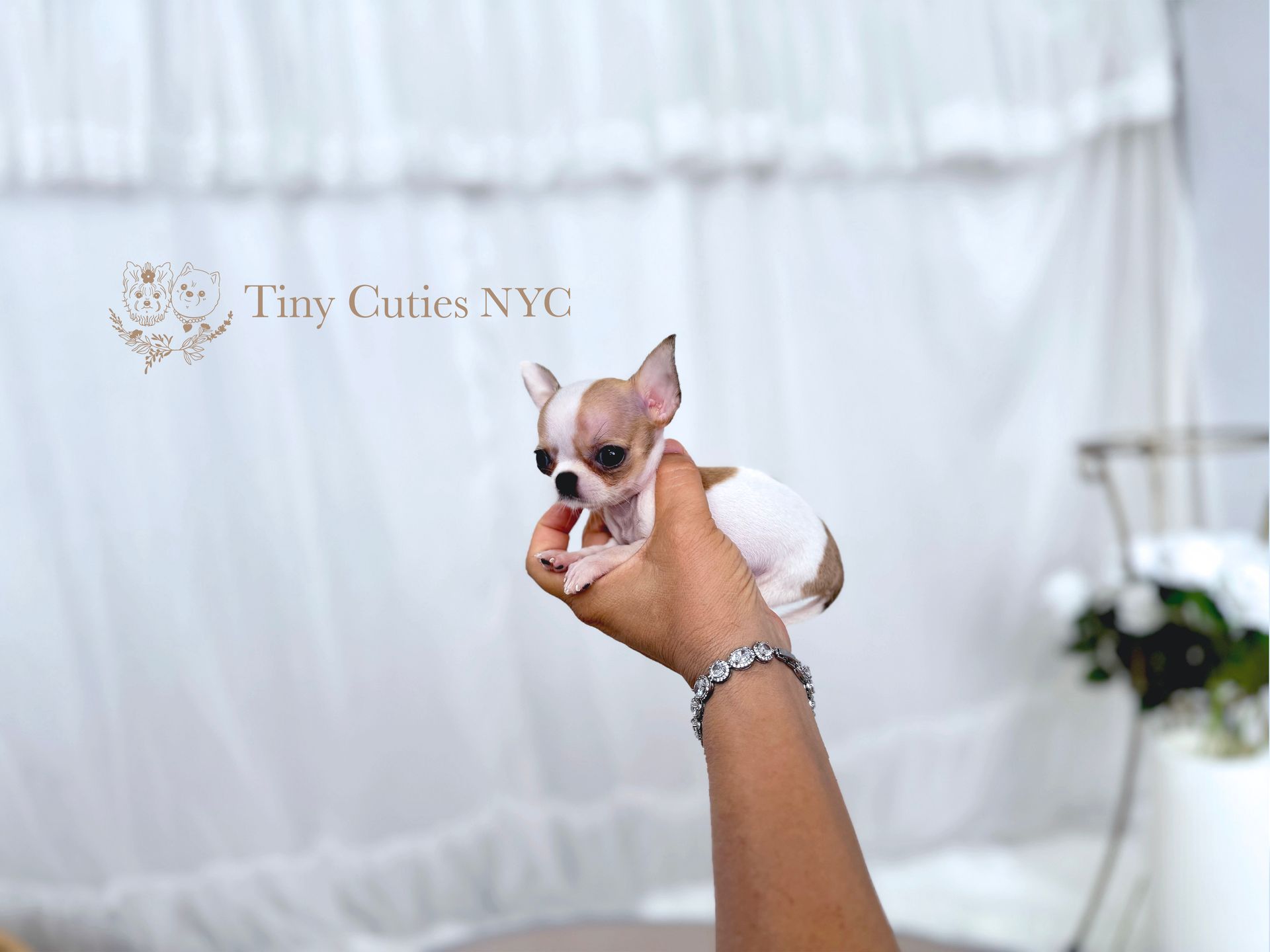 Teacup/Micro Teacup Chihuahua | Astoria, NY | Tiny Cuties NYC