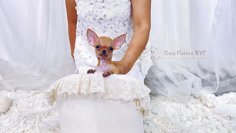 Teacup/Micro Teacup Chihuahua | Astoria, NY | Tiny Cuties NYC