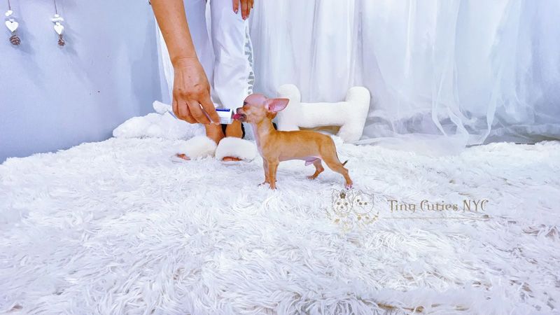 Teacup/Micro Teacup Chihuahua | Astoria, NY | Tiny Cuties NYC