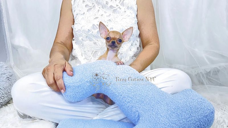 Teacup/Micro Teacup Chihuahua | Astoria, NY | Tiny Cuties NYC