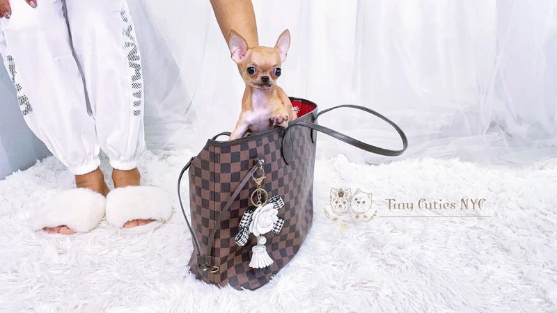 Teacup/Micro Teacup Chihuahua | Astoria, NY | Tiny Cuties NYC