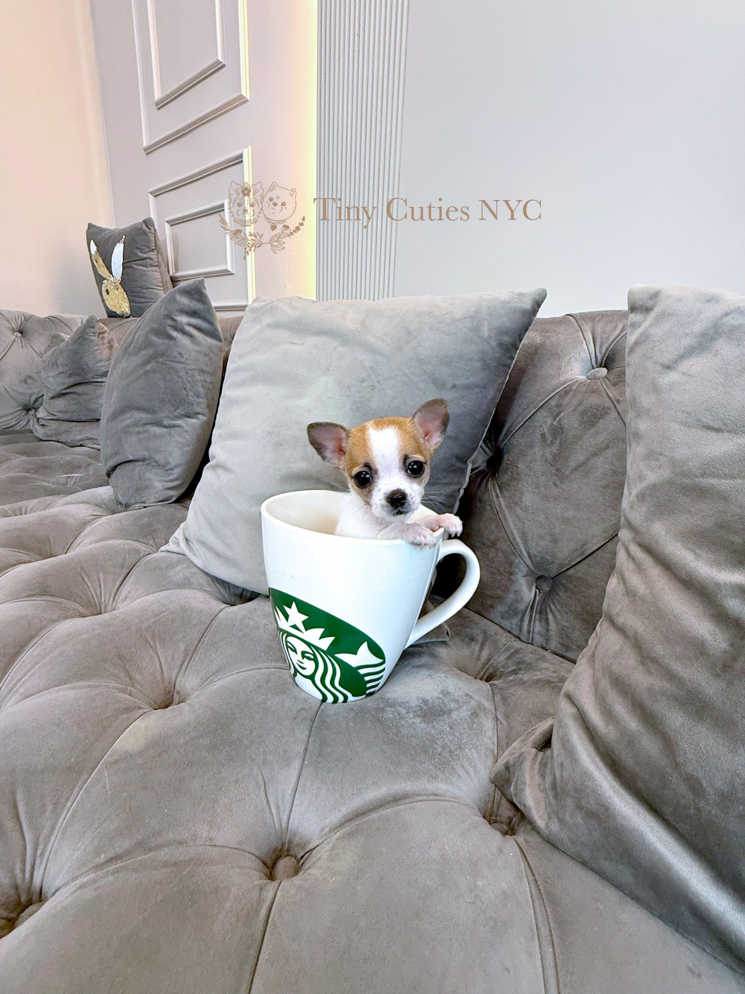 Teacup/Micro Teacup Chihuahua | Astoria, NY | Tiny Cuties NYC