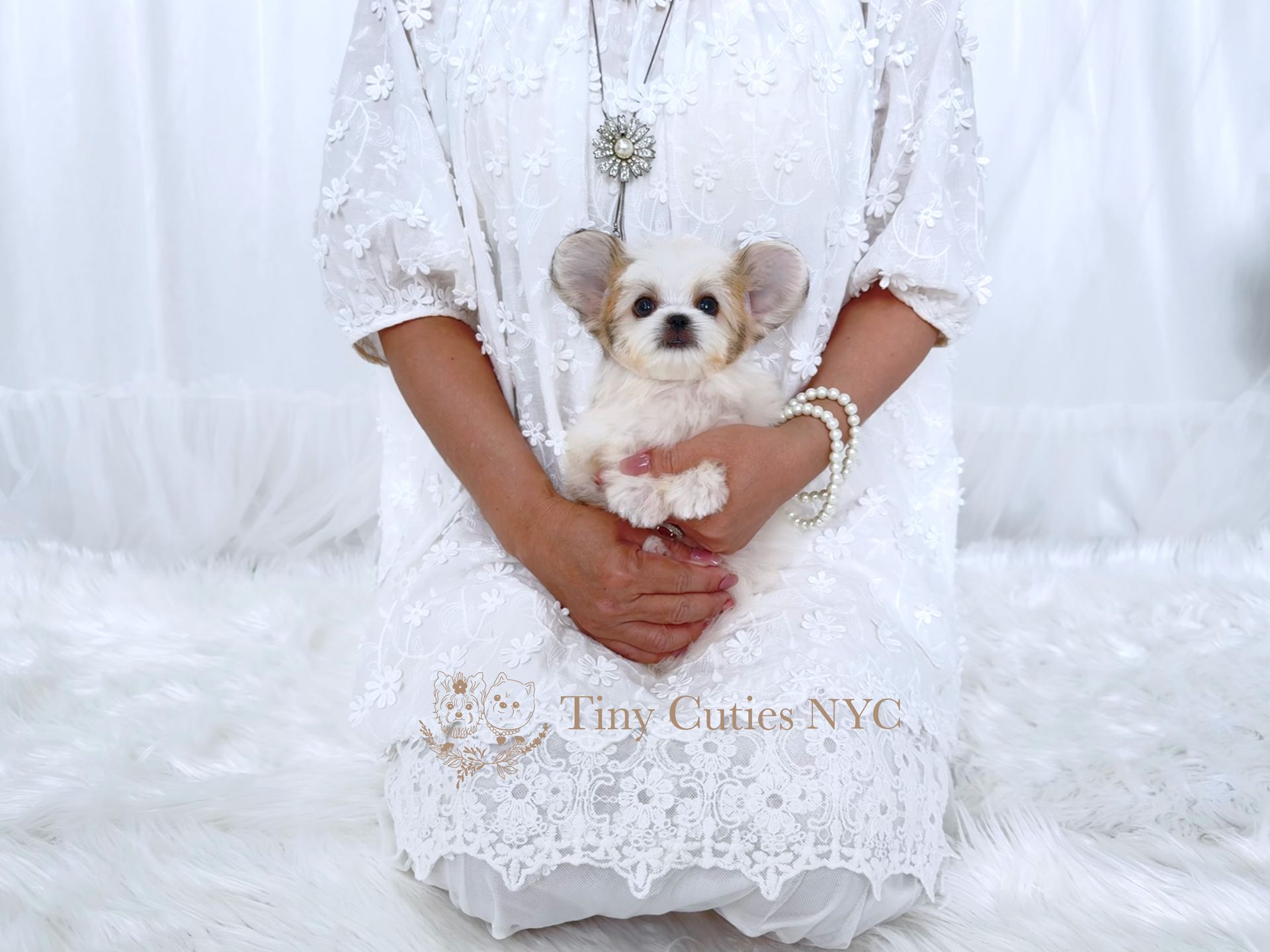 Teacup Puppies | Astoria, NY | Tiny Cuties NYC