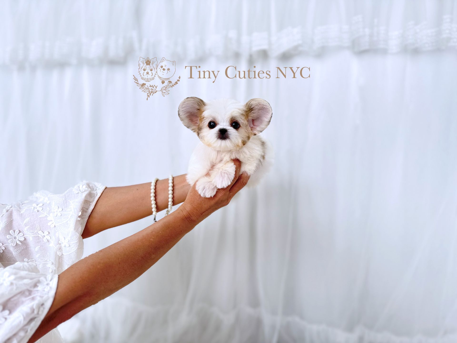 Teacup Puppies | Astoria, NY | Tiny Cuties NYC