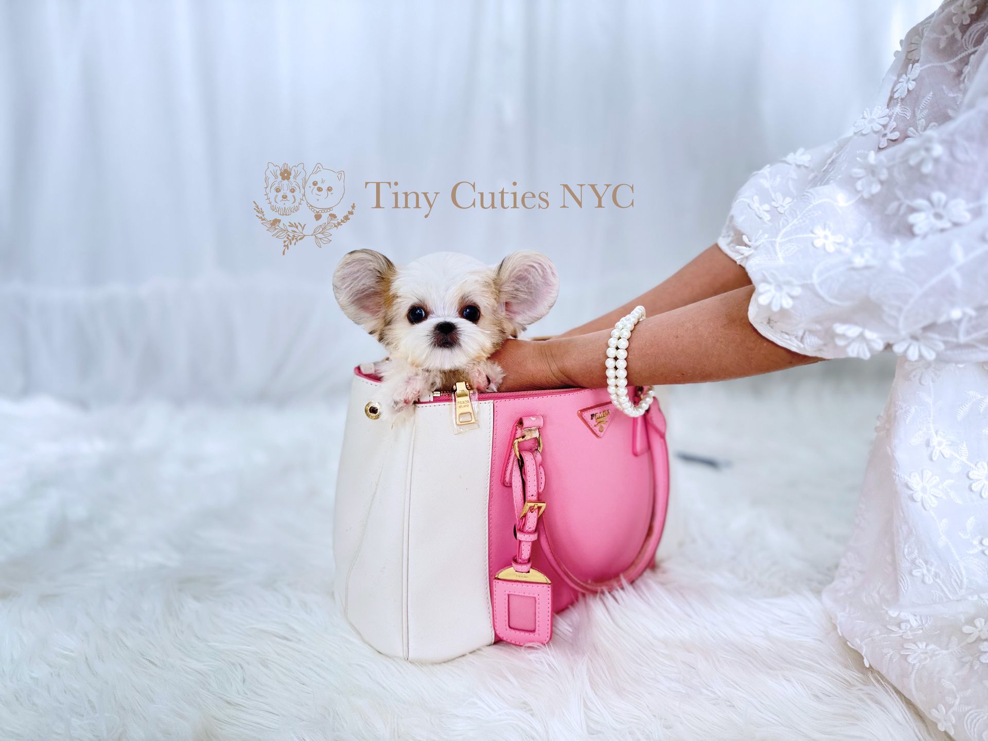 Teacup/Micro Teacup Maltese | Astoria, NY | Tiny Cuties NYC