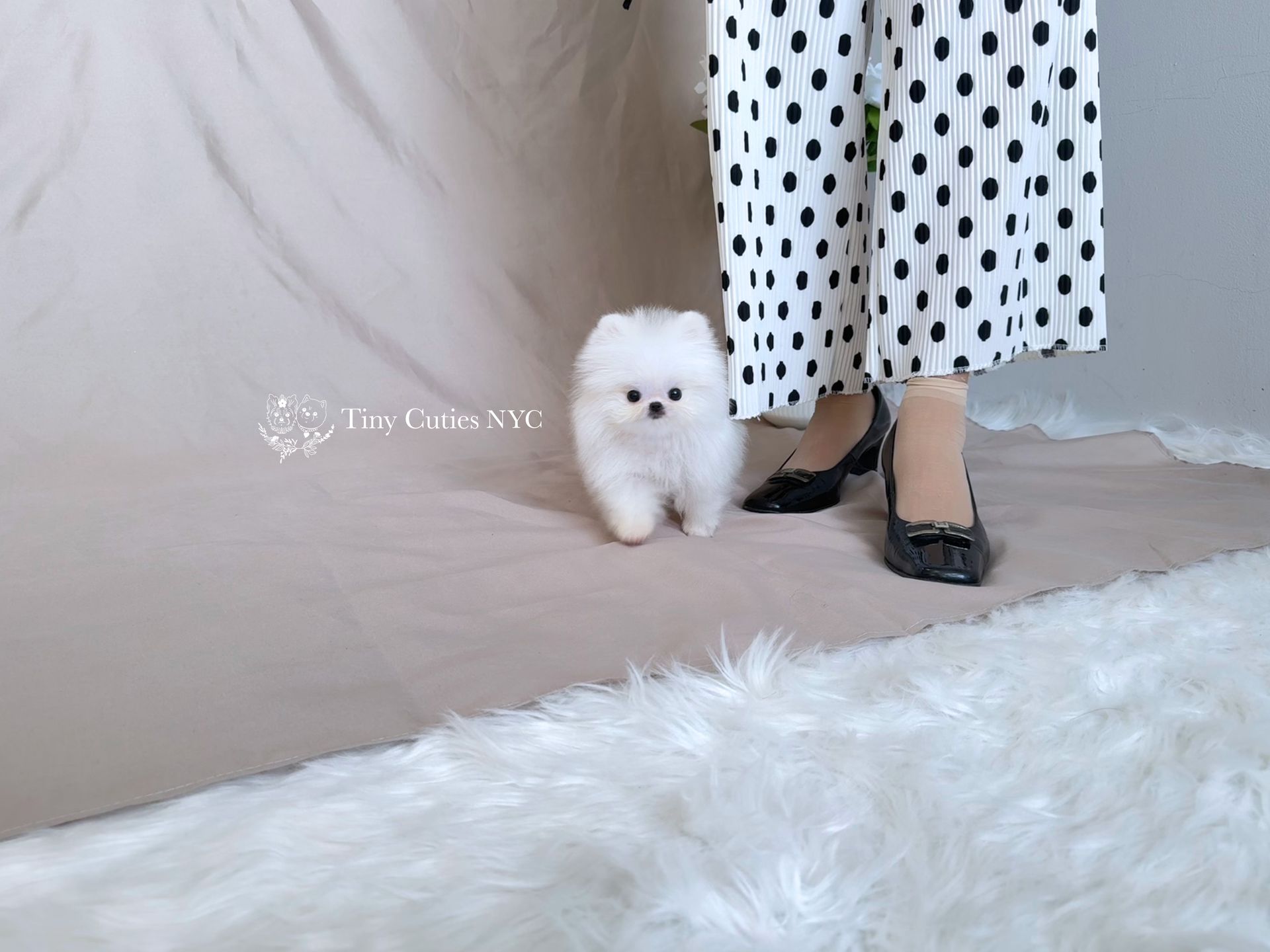 Teacup/Micro Teacup Pomeranian | Astoria, NY | Tiny Cuties NYC