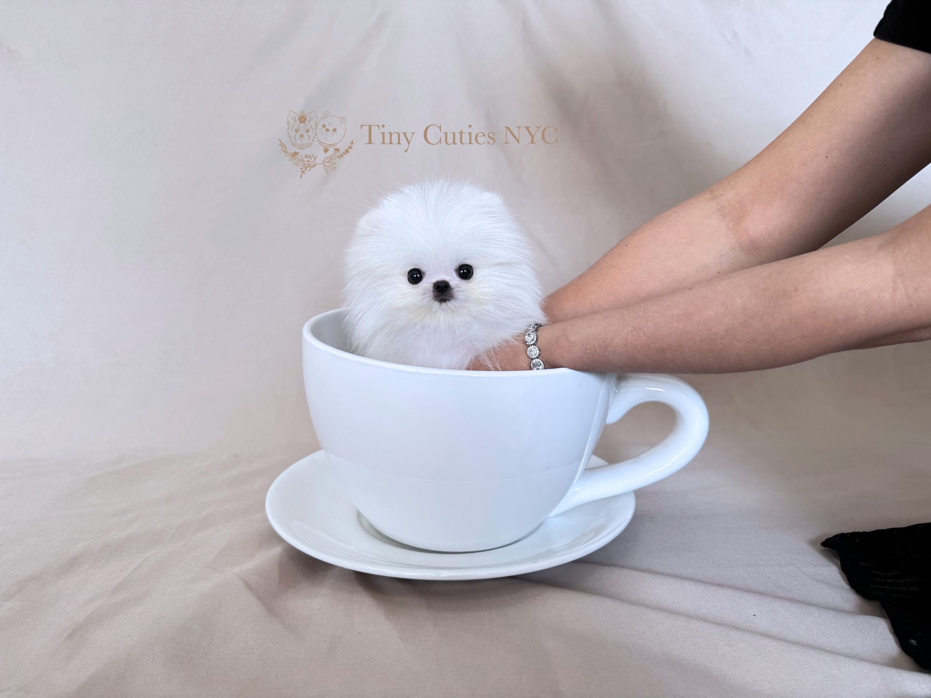 Teacup/Micro Teacup Pomeranian | Astoria, NY | Tiny Cuties NYC