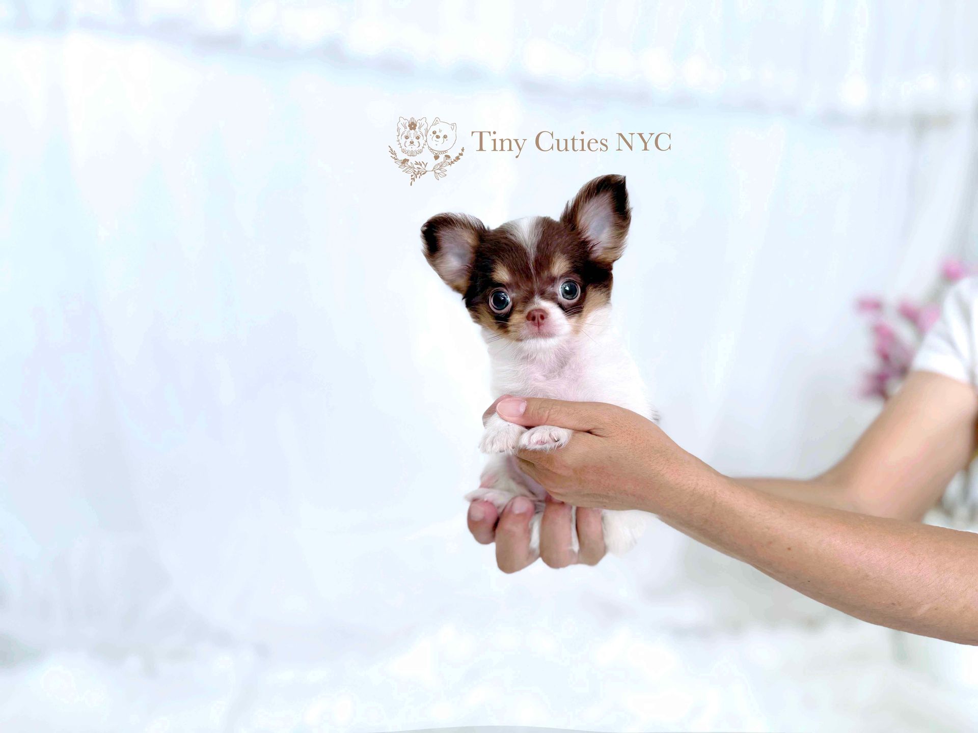 Teacup/Micro Teacup Chihuahua | Astoria, NY | Tiny Cuties NYC