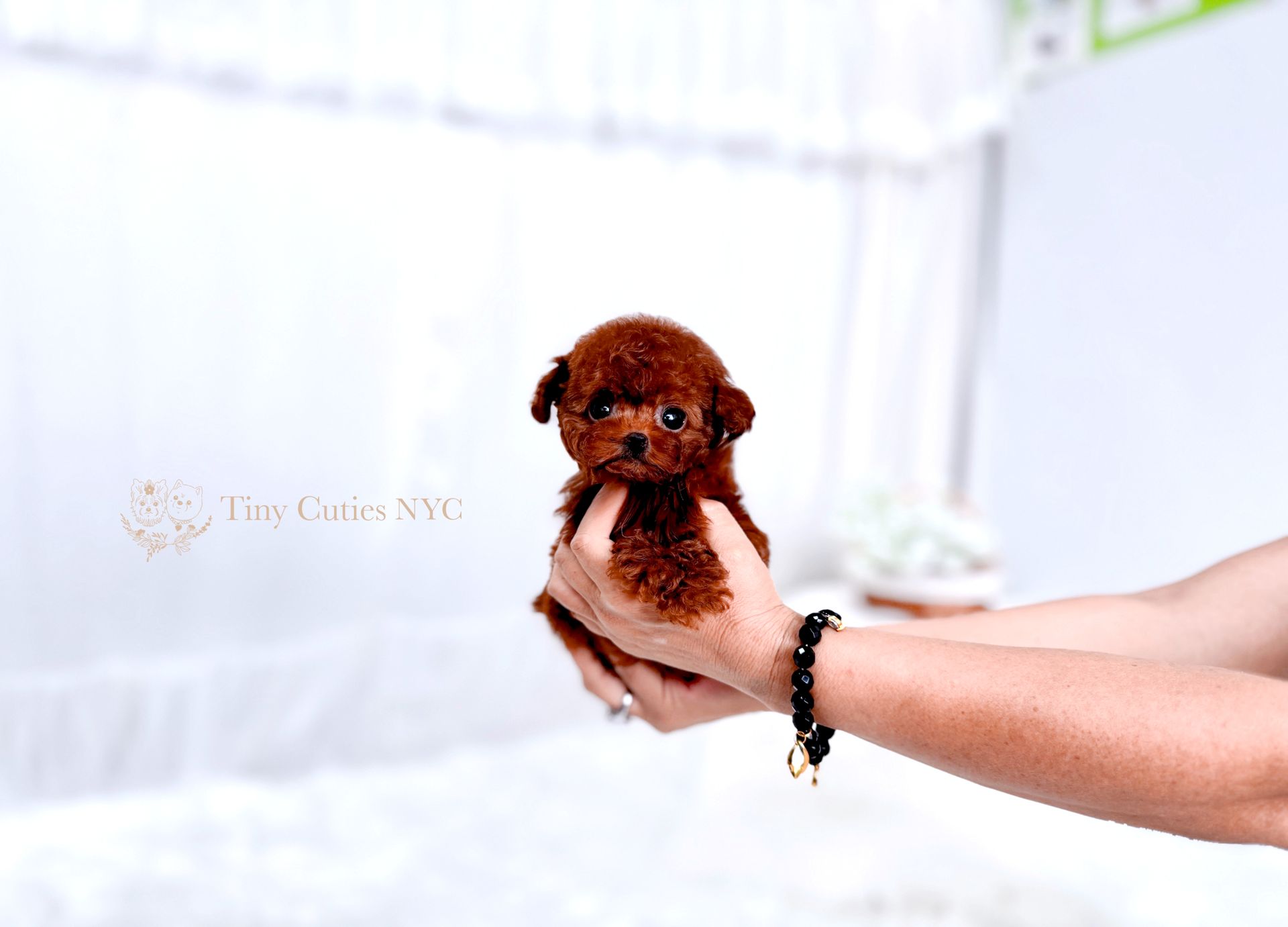 Teacup/Micro Teacup Poodle | Astoria, NY | Tiny Cuties NYC