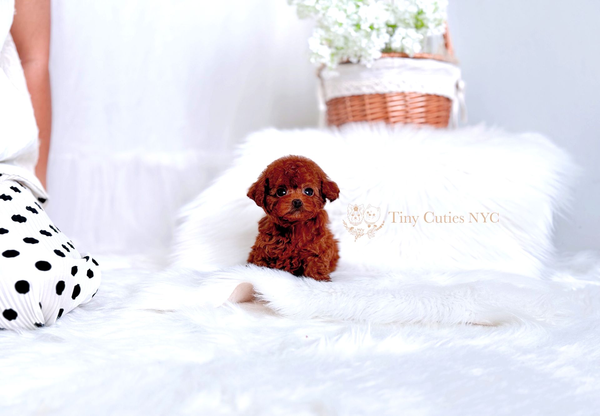 Teacup/Micro Teacup Poodle | Astoria, NY | Tiny Cuties NYC