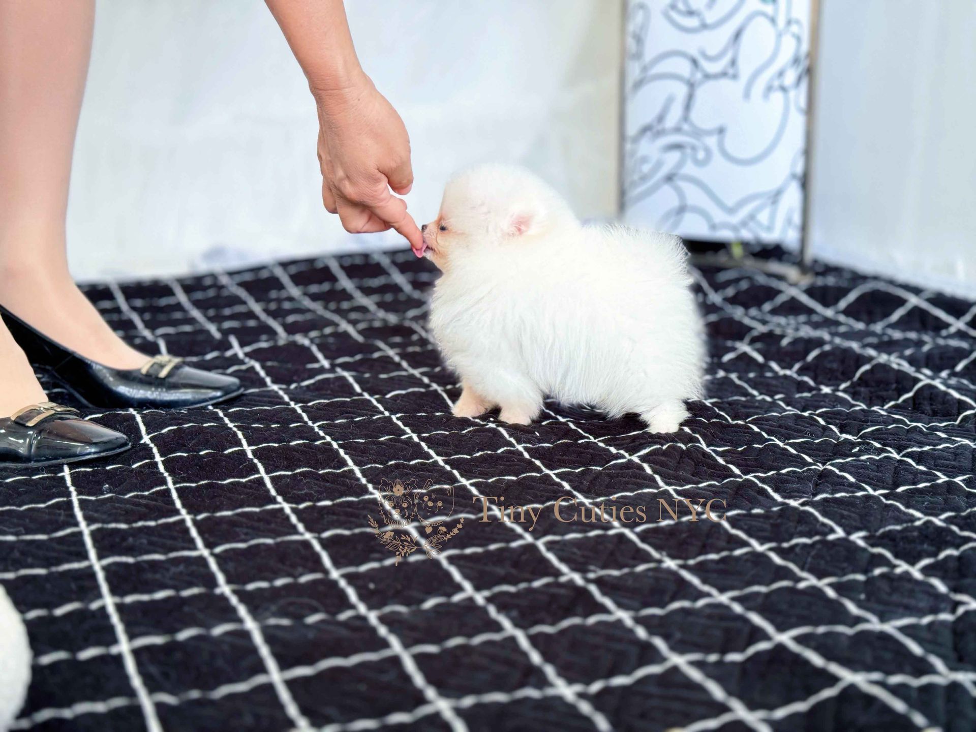 Teacup/Micro Teacup Pomeranian | Astoria, NY | Tiny Cuties NYC