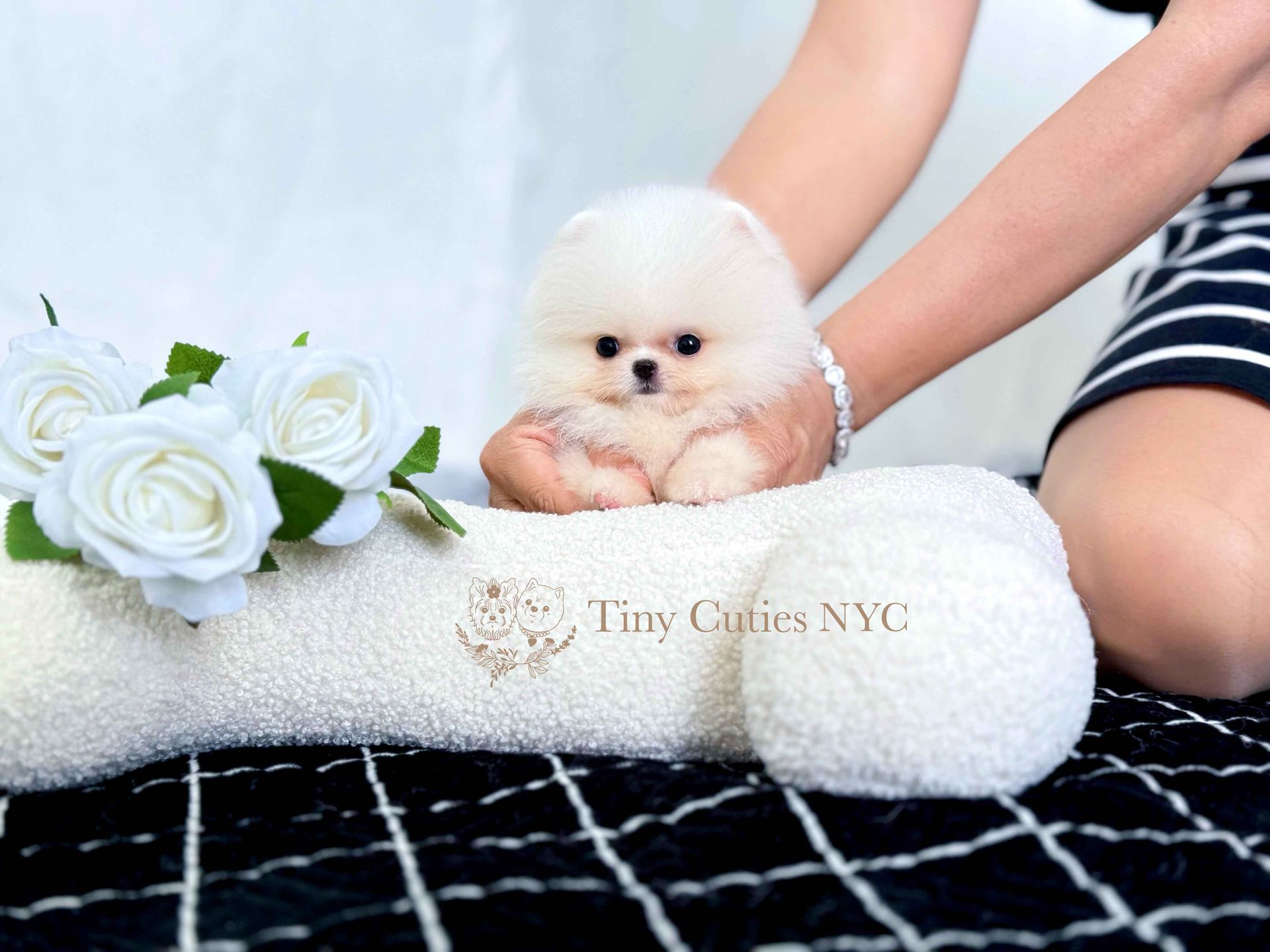 Teacup/Micro Teacup Pomeranian | Astoria, NY | Tiny Cuties NYC