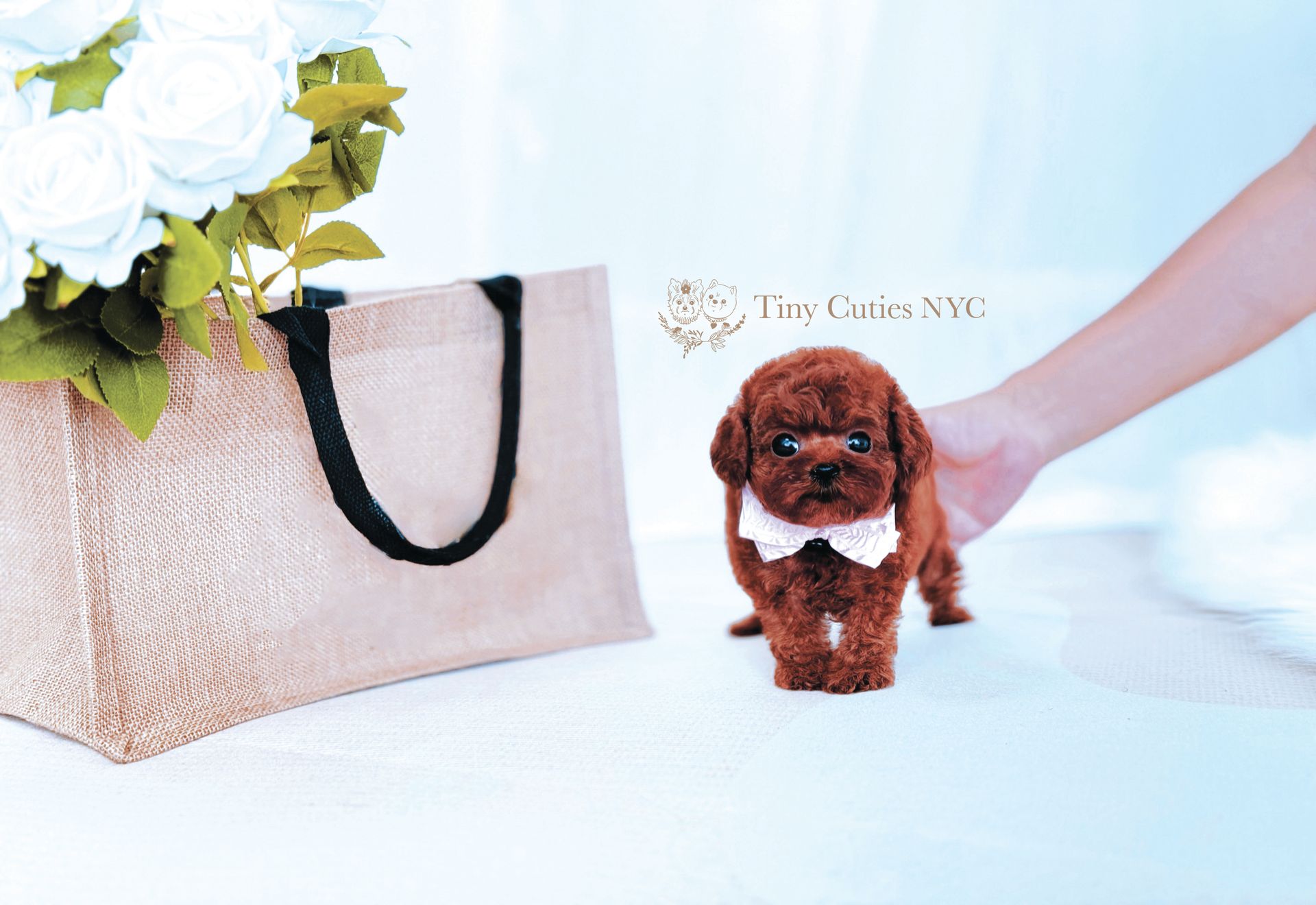 Teacup/Micro Teacup Poodle | Astoria, NY | Tiny Cuties NYC