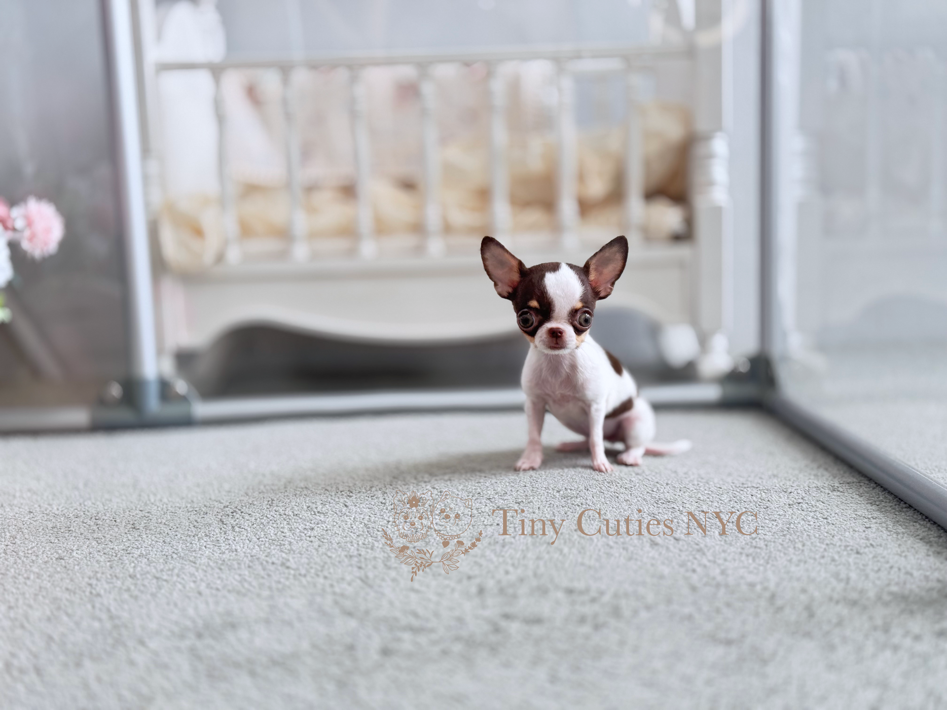 Teacup/Micro Teacup Chihuahua | Astoria, NY | Tiny Cuties NYC