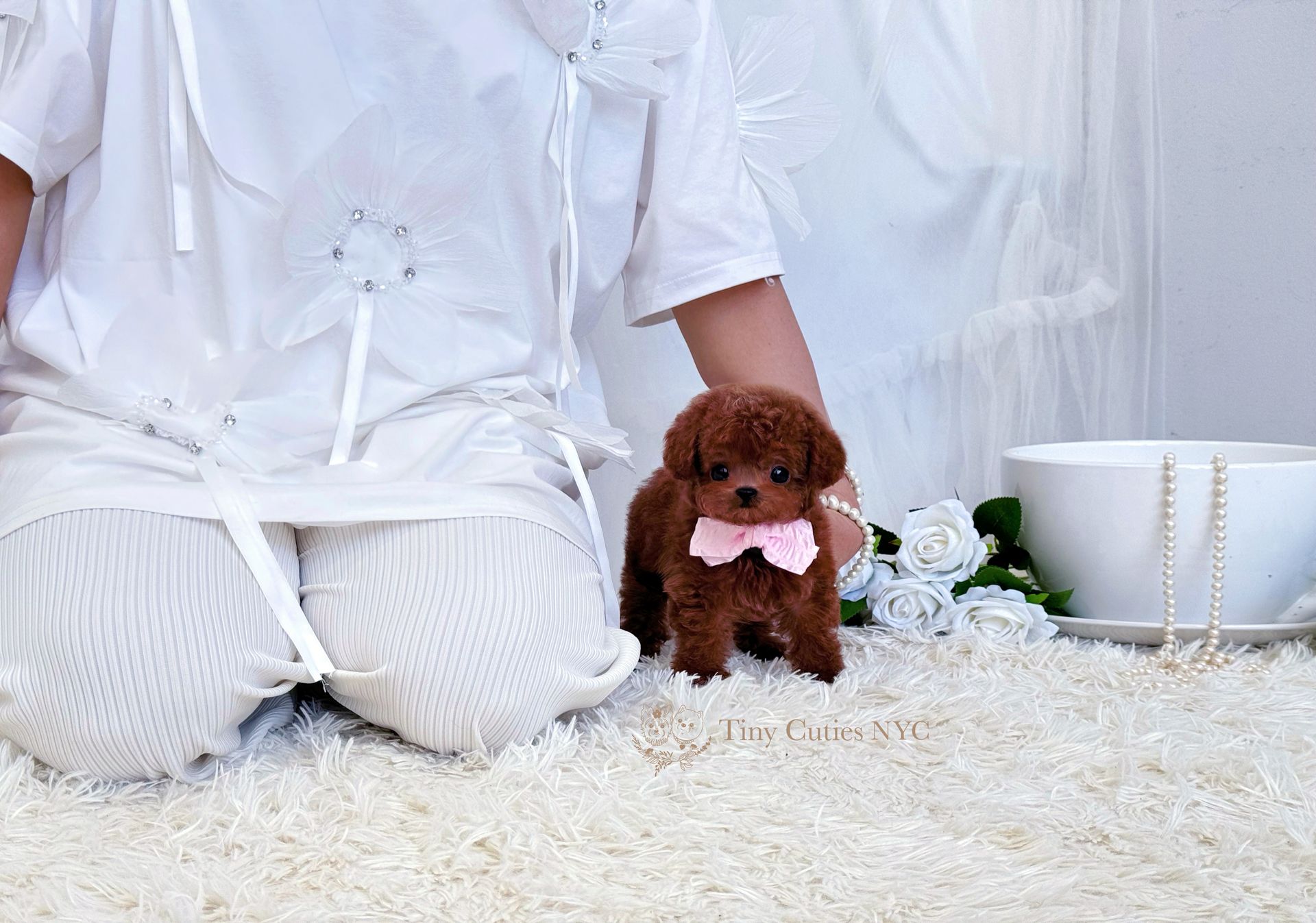 Teacup/Micro Teacup Poodle | Astoria, NY | Tiny Cuties NYC
