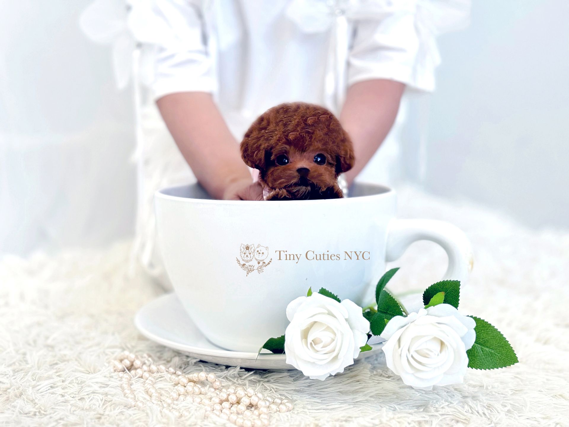 Teacup/Micro Teacup Poodle | Astoria, NY | Tiny Cuties NYC