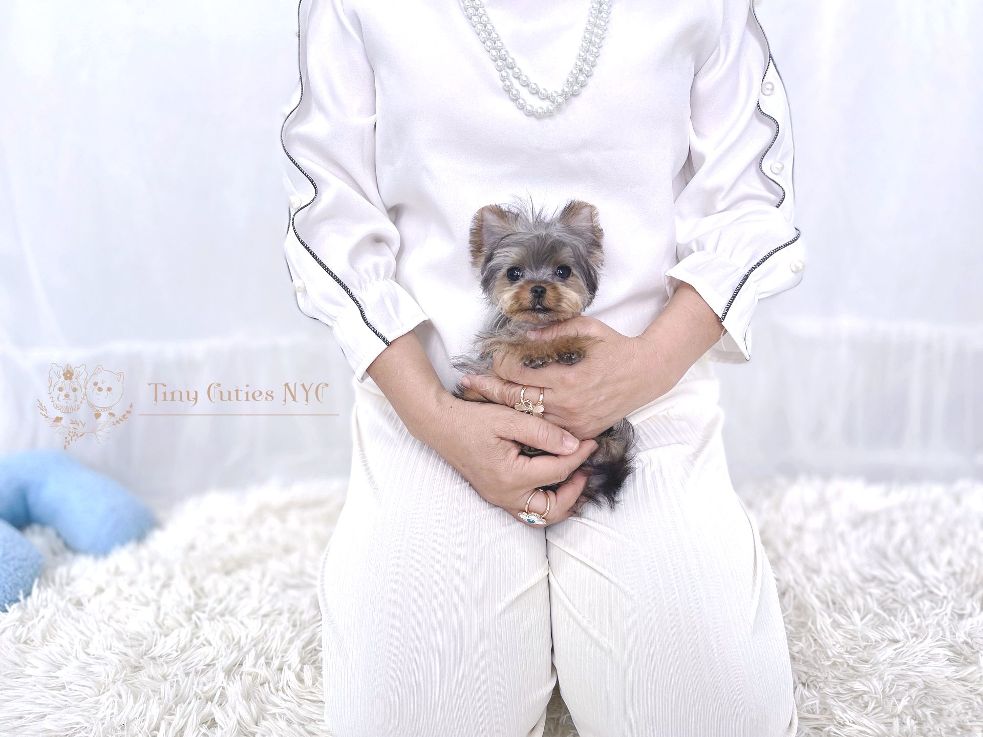 Teacup/Micro Teacup Yorkies | Astoria, NY | Tiny Cuties NYC