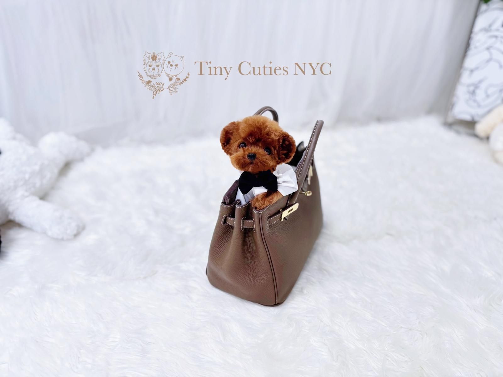 Teacup/Micro Teacup Poodle | Astoria, NY | Tiny Cuties NYC