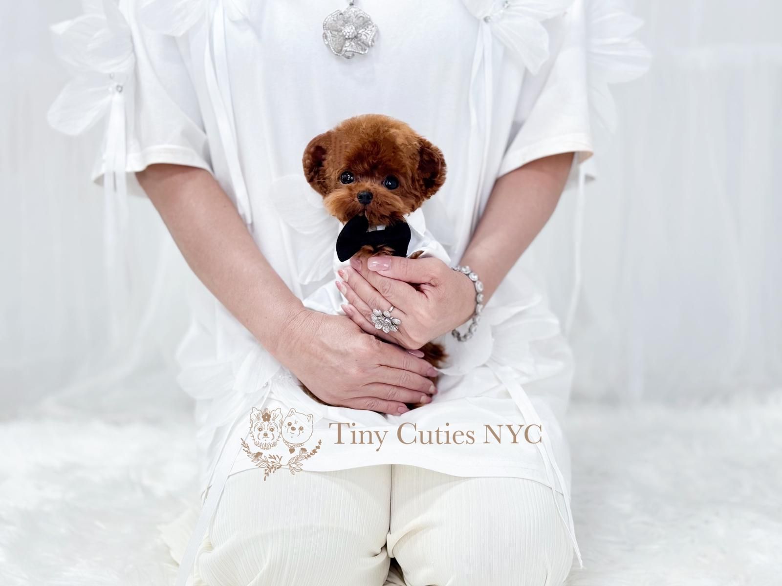 Teacup/Micro Teacup Poodle | Astoria, NY | Tiny Cuties NYC