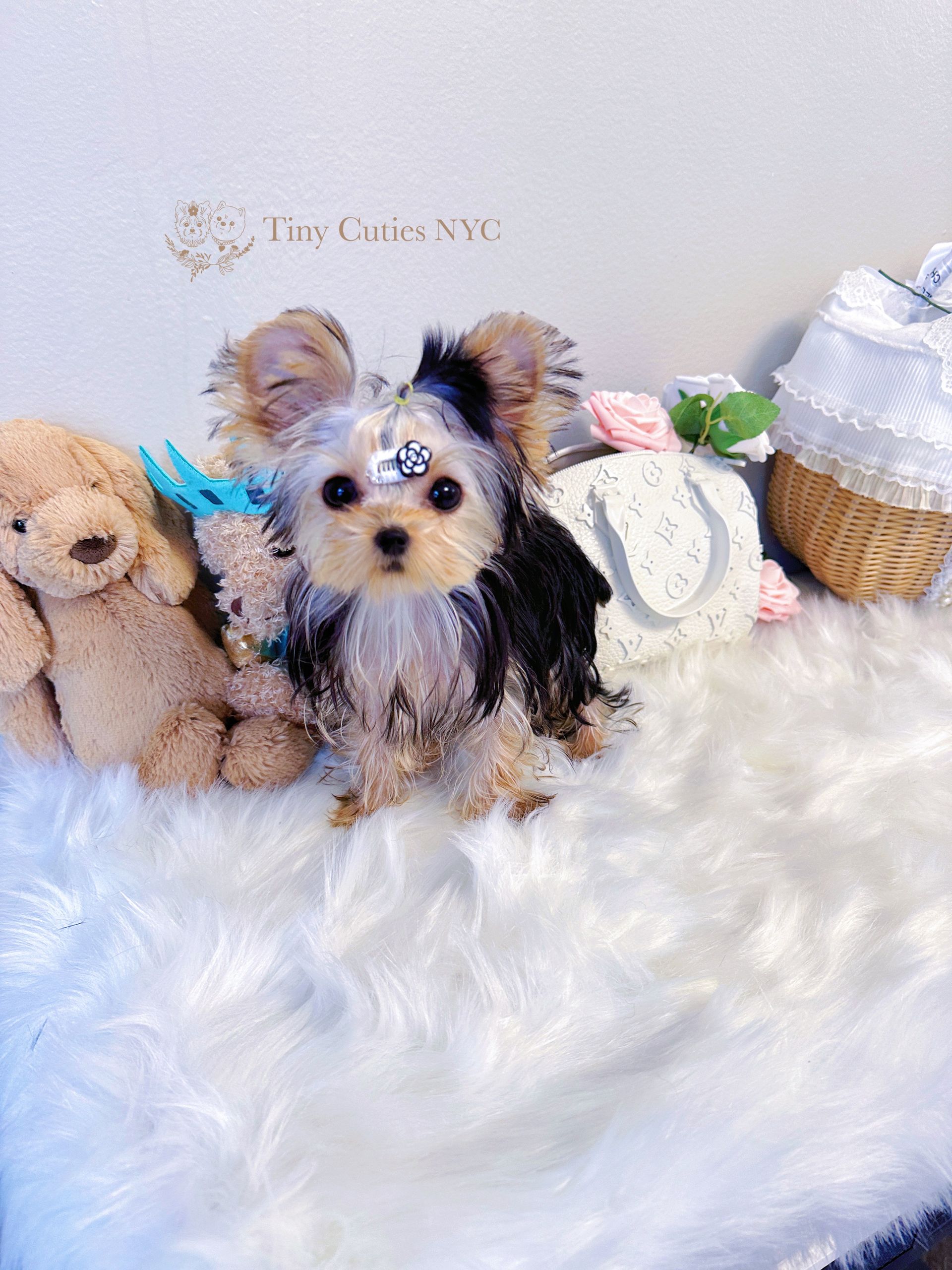 Teacup/Micro Teacup Yorkies | Astoria, NY | Tiny Cuties NYC