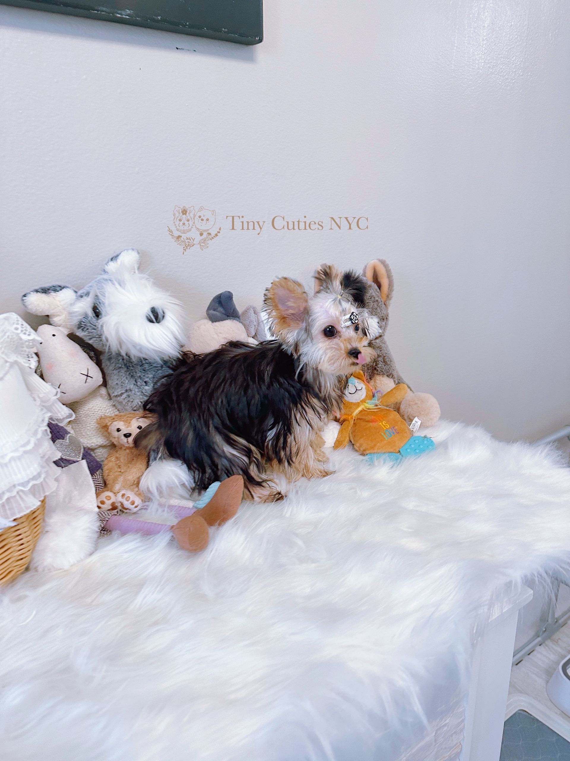 Teacup/Micro Teacup Yorkies | Astoria, NY | Tiny Cuties NYC