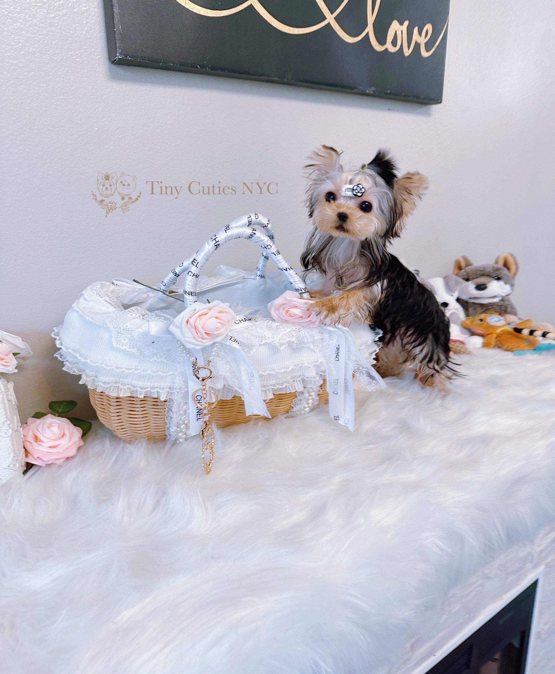 Teacup/Micro Teacup Yorkies | Astoria, NY | Tiny Cuties NYC