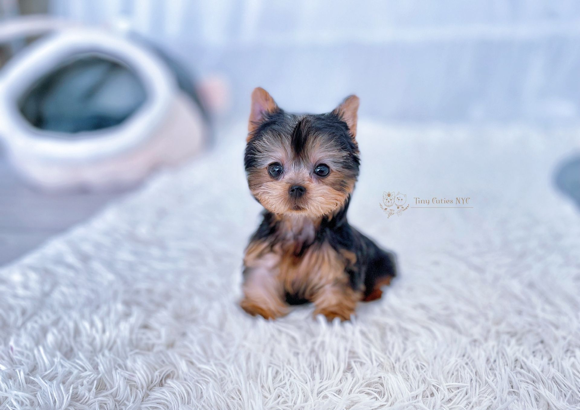 Teacup/Micro Teacup Yorkies | Astoria, NY | Tiny Cuties NYC