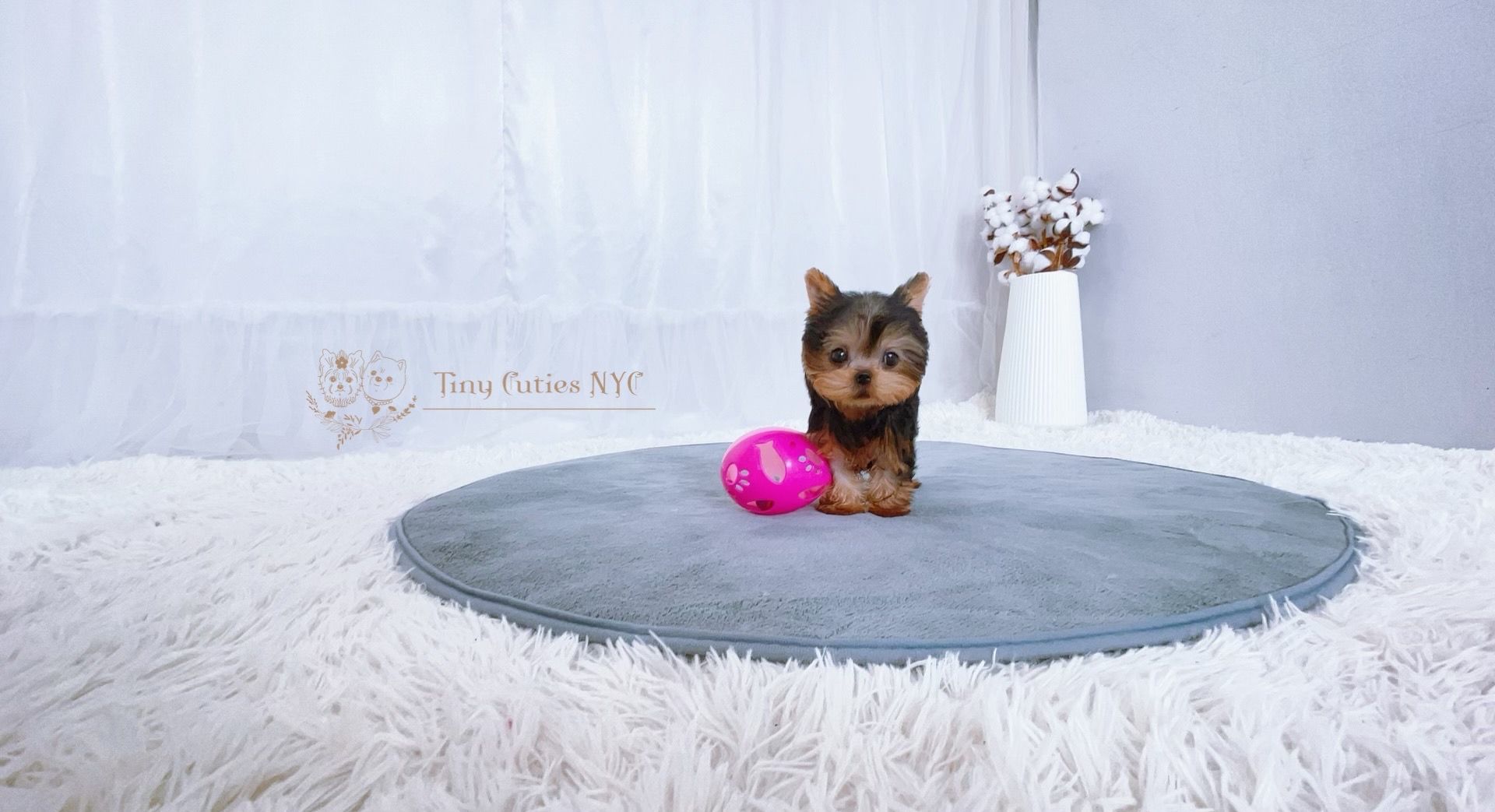 Teacup/Micro Teacup Yorkies | Astoria, NY | Tiny Cuties NYC