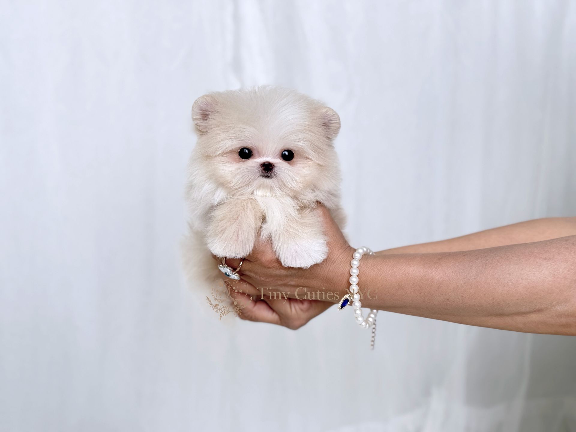 Teacup Puppies | Astoria, NY | Tiny Cuties NYC