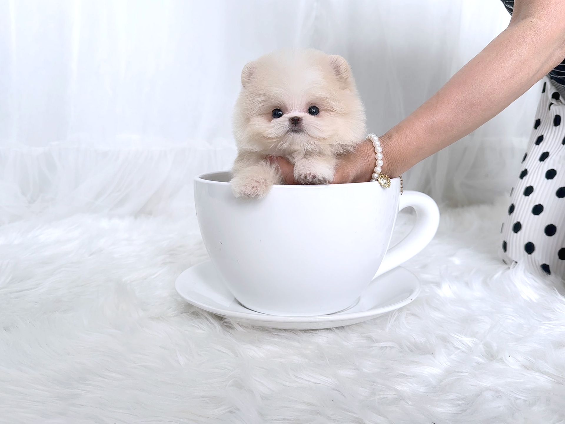 Teacup Puppies | Astoria, NY | Tiny Cuties NYC