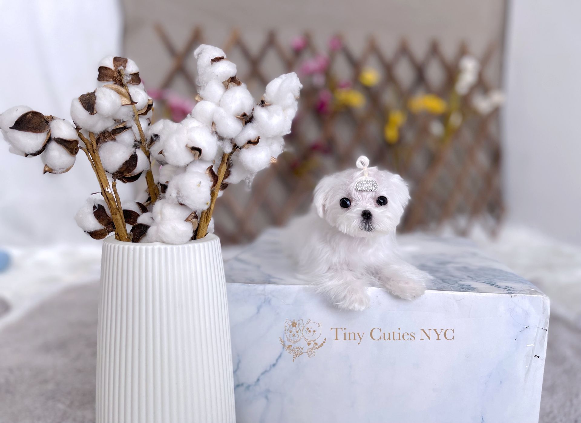 Teacup/Micro Teacup Maltese | Astoria, NY | Tiny Cuties NYC