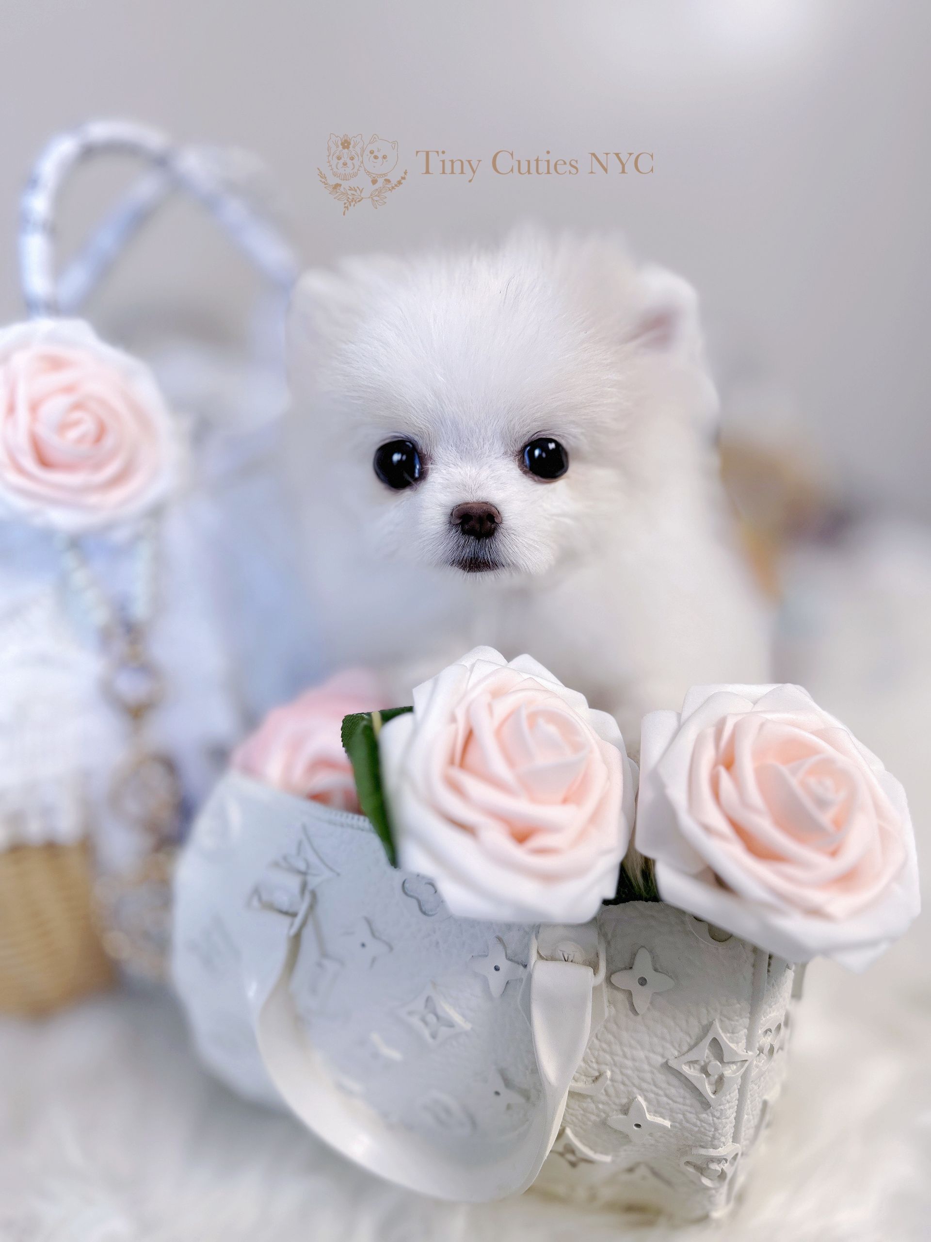 Teacup/Micro Teacup Pomeranian | Astoria, NY | Tiny Cuties NYC