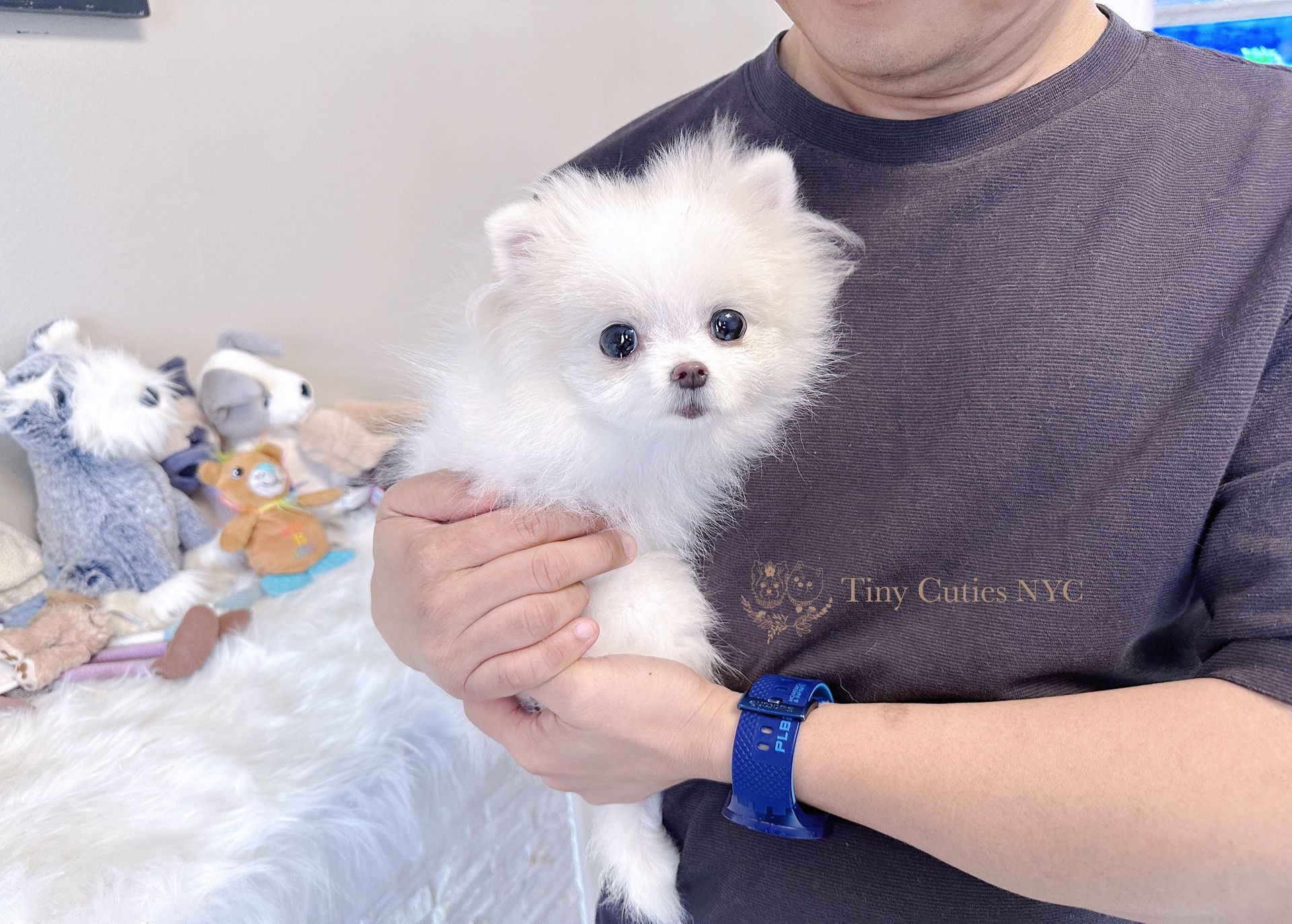 Teacup/Micro Teacup Pomeranian | Astoria, NY | Tiny Cuties NYC
