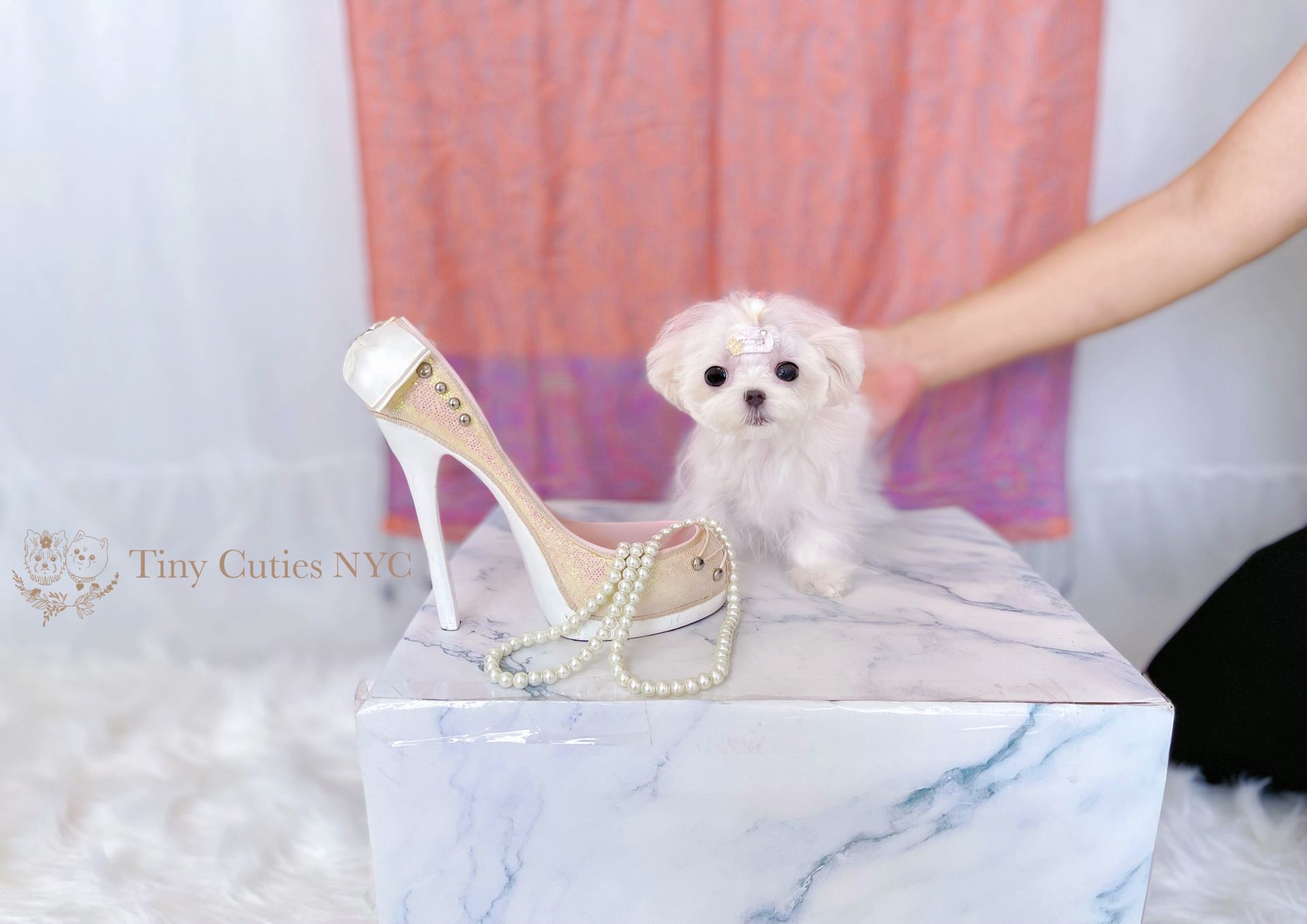 Teacup/Micro Teacup Maltese | Astoria, NY | Tiny Cuties NYC