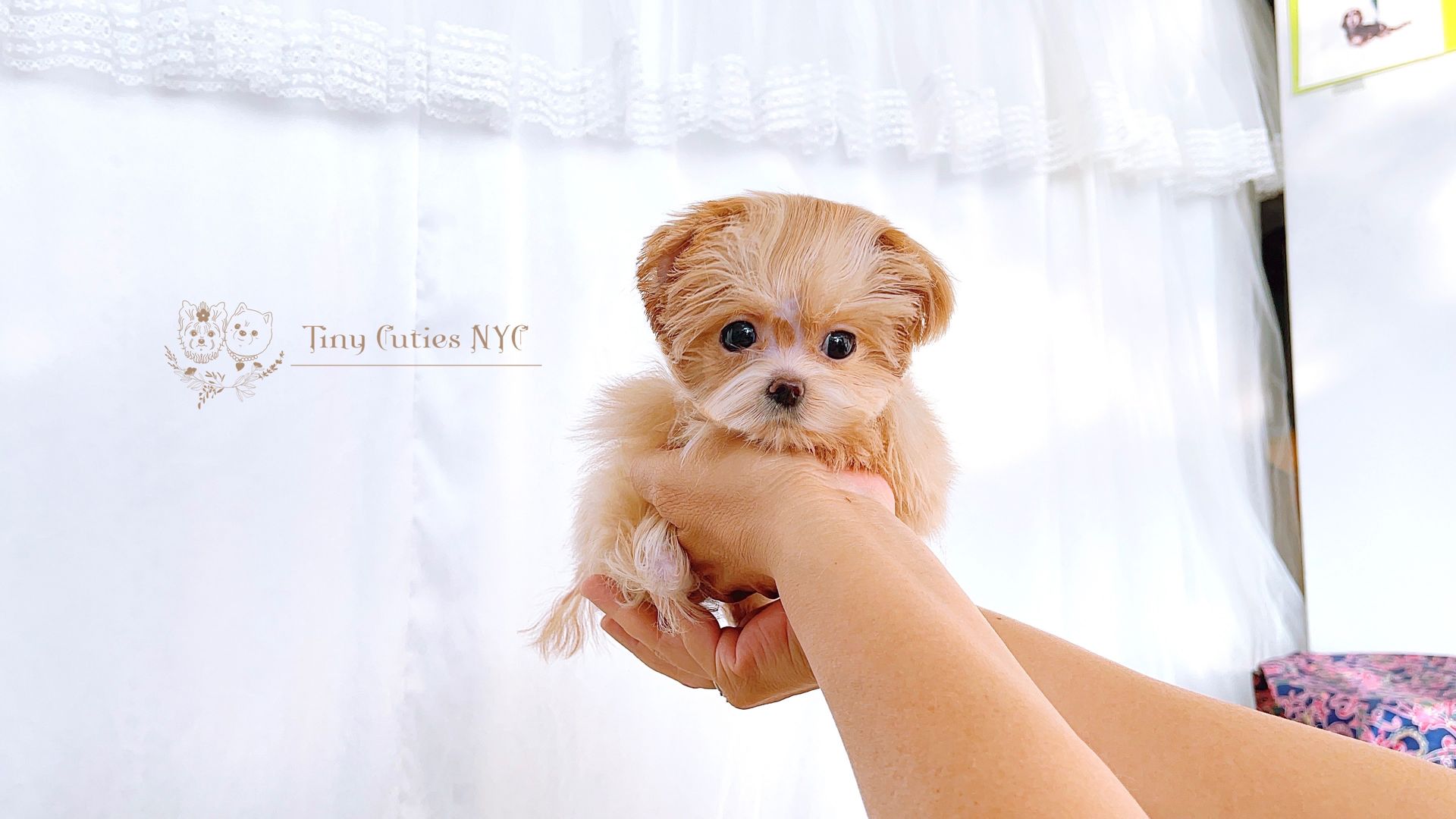 Teacup/Micro Teacup Maltipoos | Astoria, NY | Tiny Cuties NYC