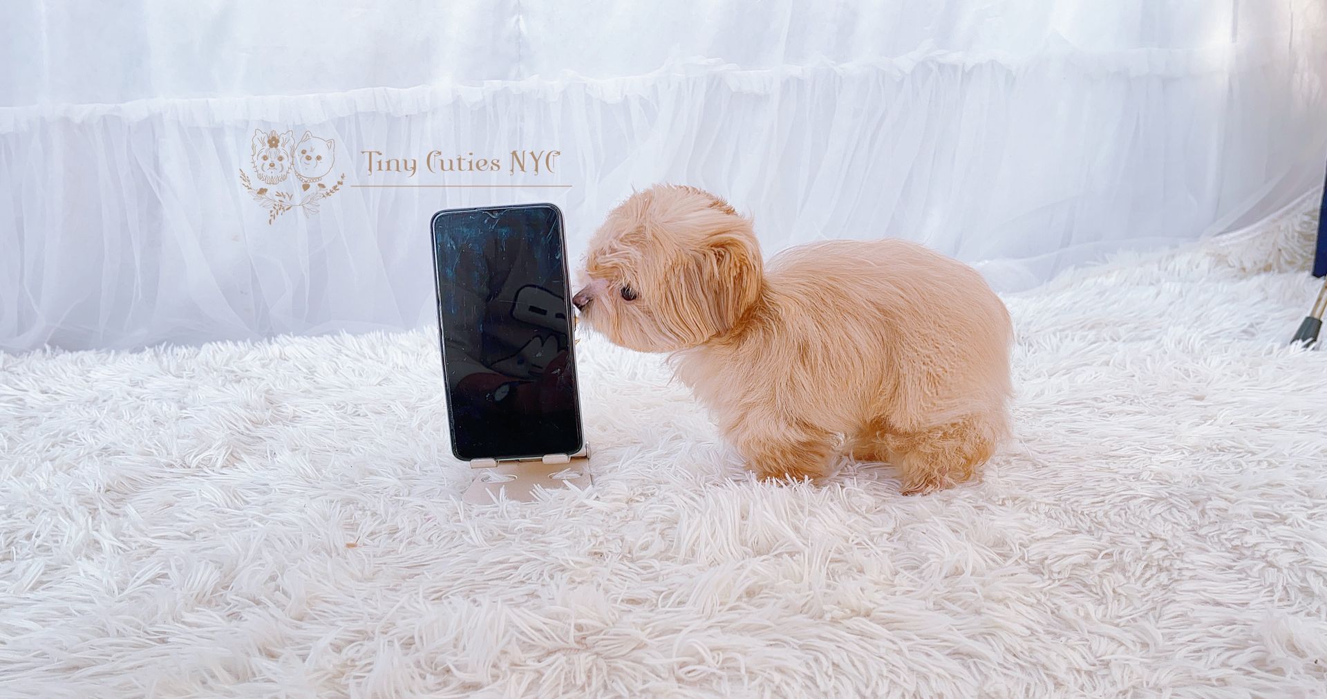 Teacup/Micro Teacup Maltipoos | Astoria, NY | Tiny Cuties NYC