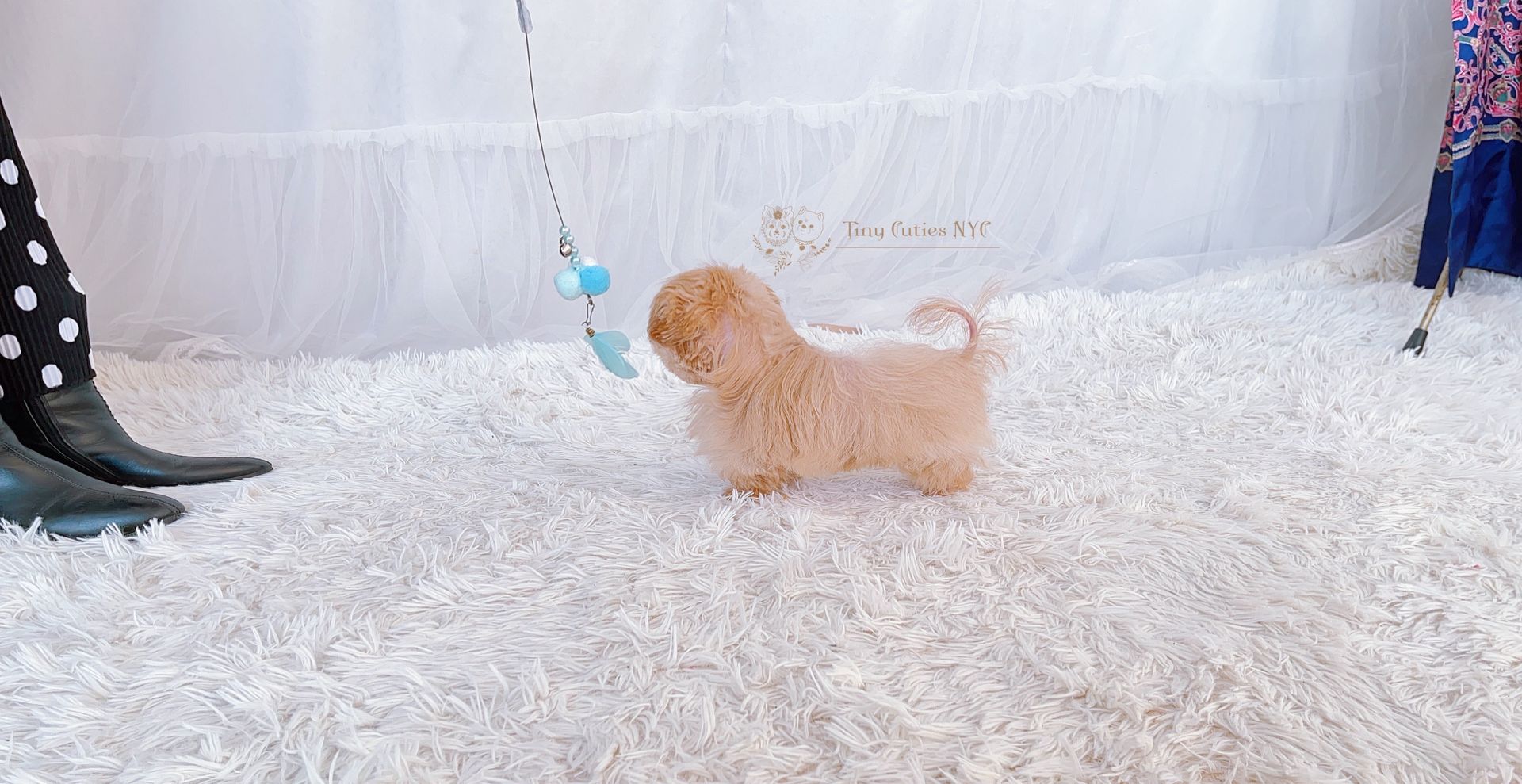 Teacup/Micro Teacup Maltipoos | Astoria, NY | Tiny Cuties NYC