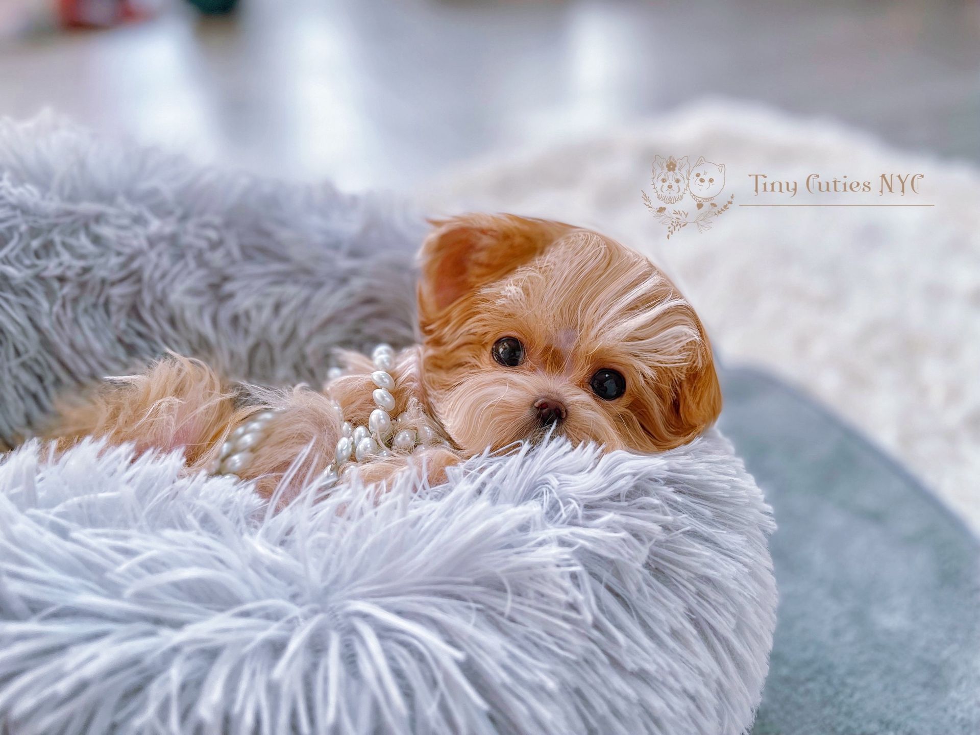 Teacup/Micro Teacup Maltipoos | Astoria, NY | Tiny Cuties NYC