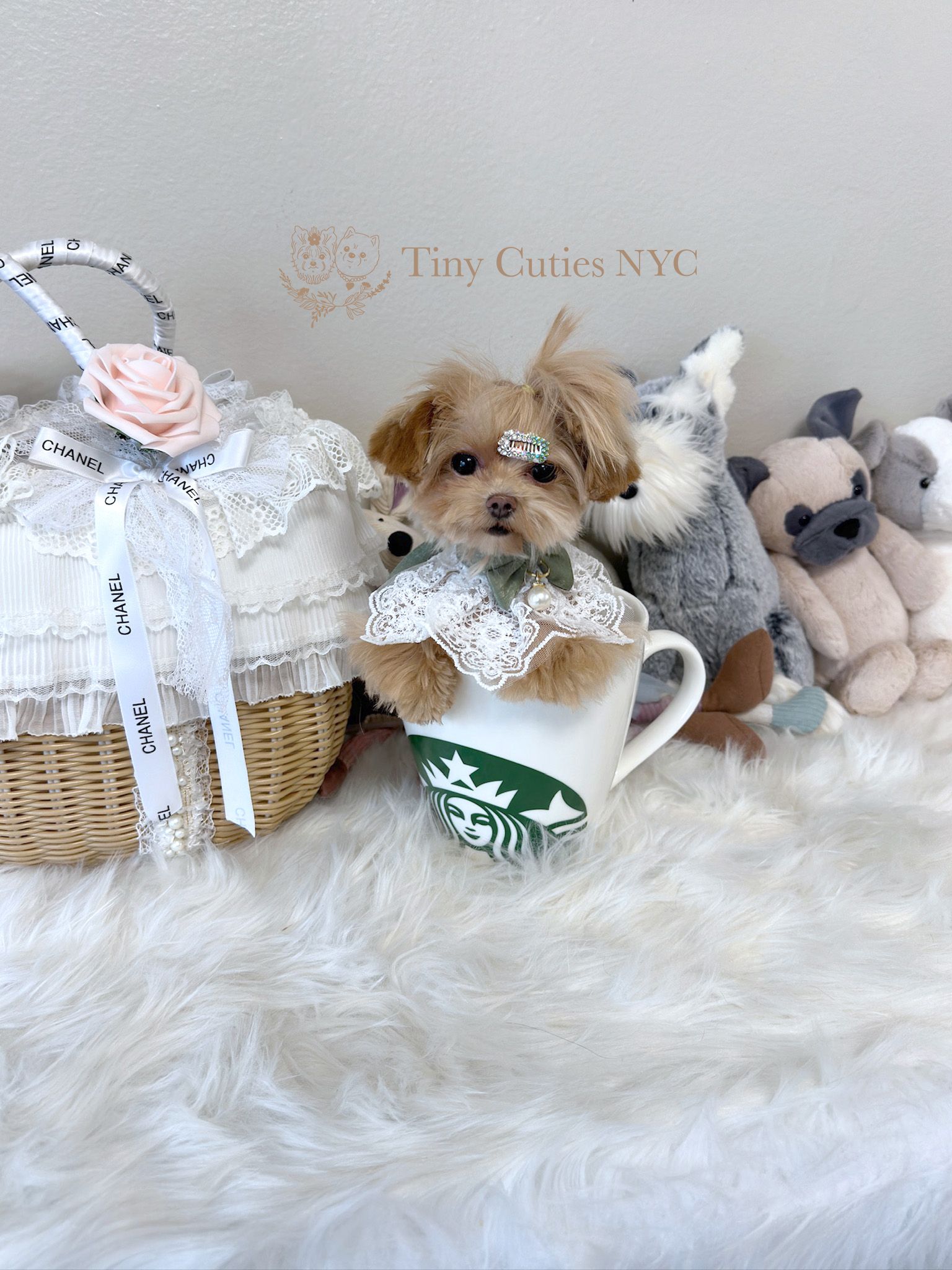 Teacup/Micro Teacup Maltipoos | Astoria, NY | Tiny Cuties NYC