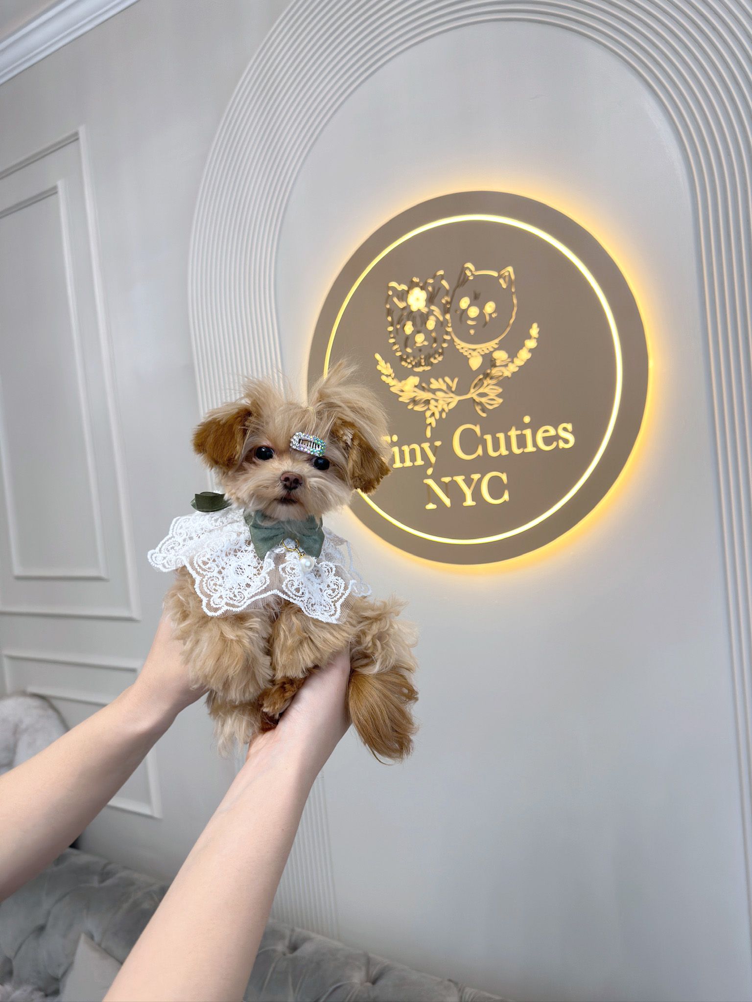 Teacup/Micro Teacup Maltipoos | Astoria, NY | Tiny Cuties NYC