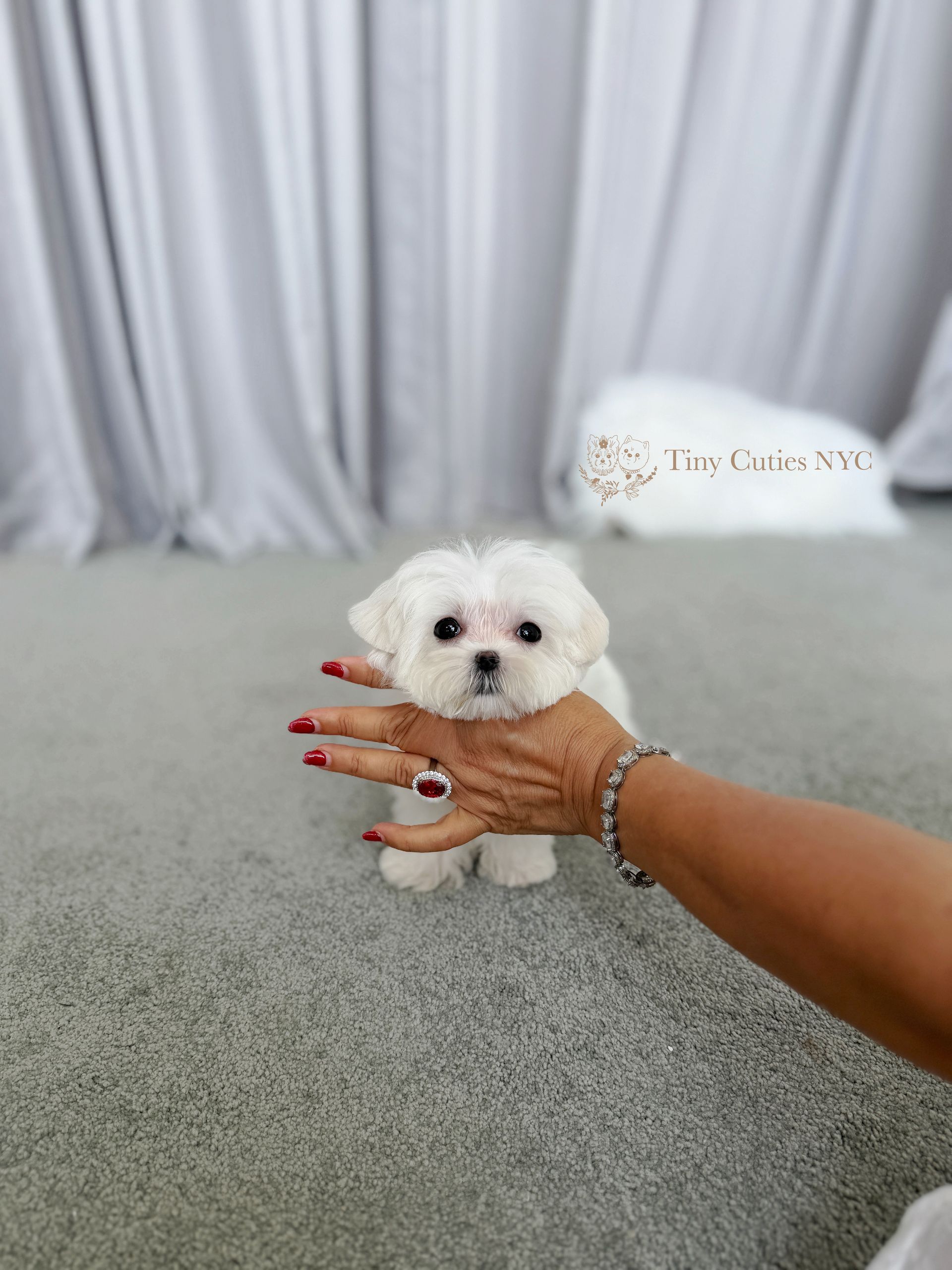 Teacup/Micro Teacup Maltese | Astoria, NY | Tiny Cuties NYC