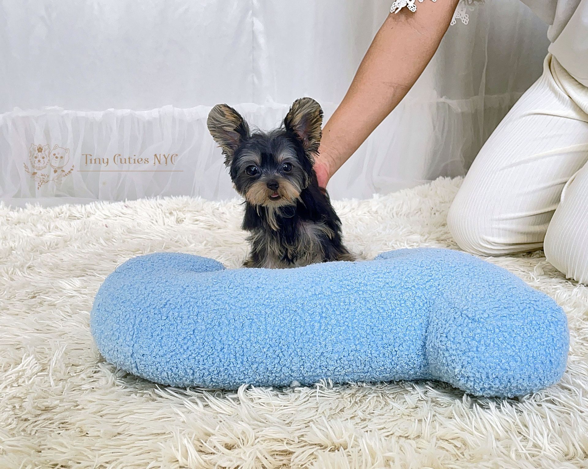 Teacup/Micro Teacup Yorkies | Astoria, NY | Tiny Cuties NYC