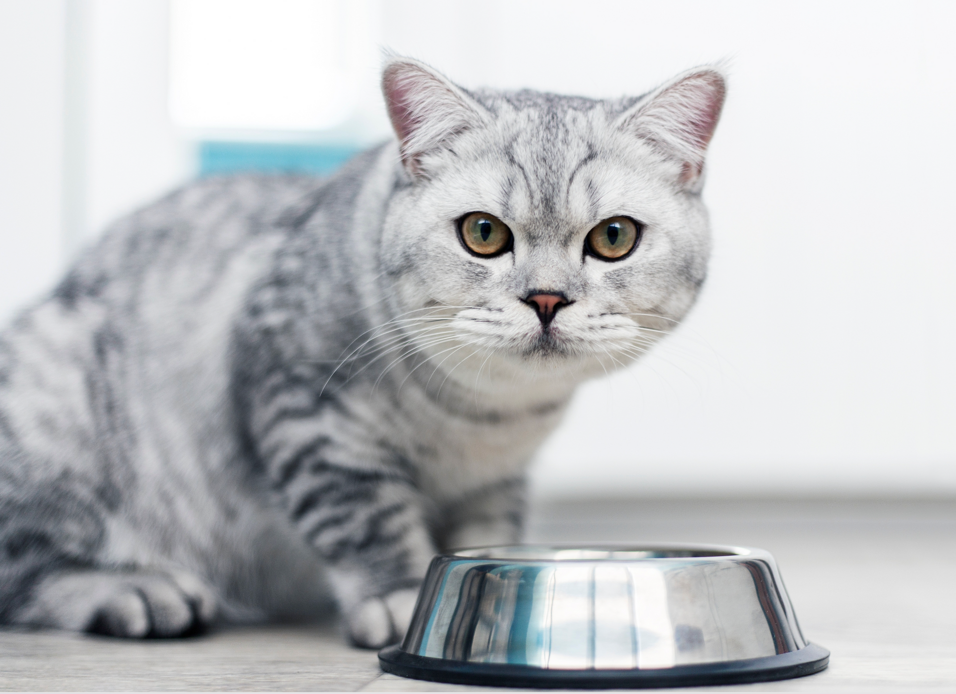 home [www.biocarealimentos.com.br]