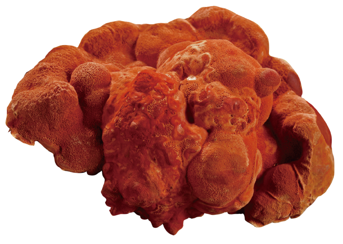 Mawang Agricultural Specialty Store - Qianlong Imperial Treasure ...