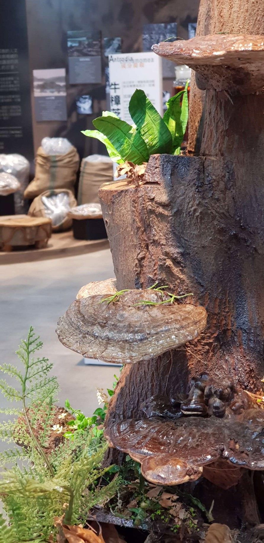 Mawangnong Specialty Store - Story House | Dizhi wall-breaking spore ...