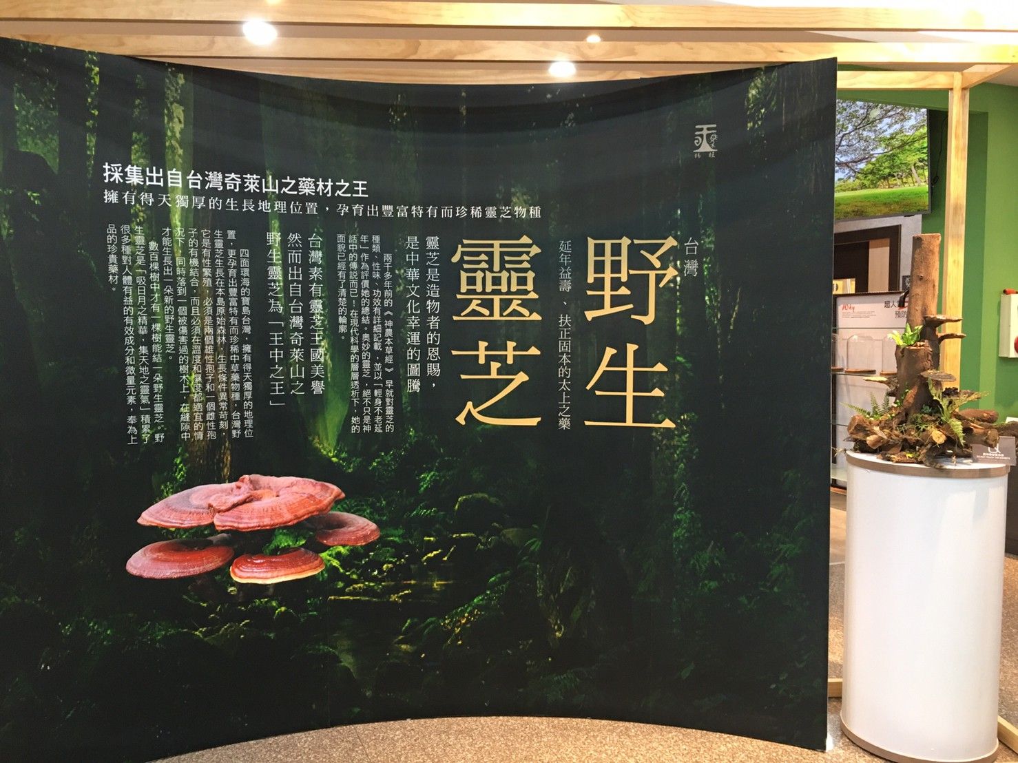 Mawangnong Specialty Store - Story House | Dizhi wall-breaking spore ...