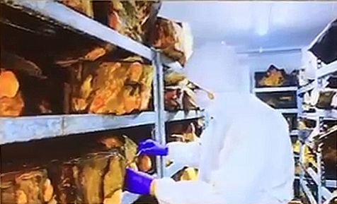 Mawangnong Specialty - Antrodia cinnamoma fruiting body sublingual ...